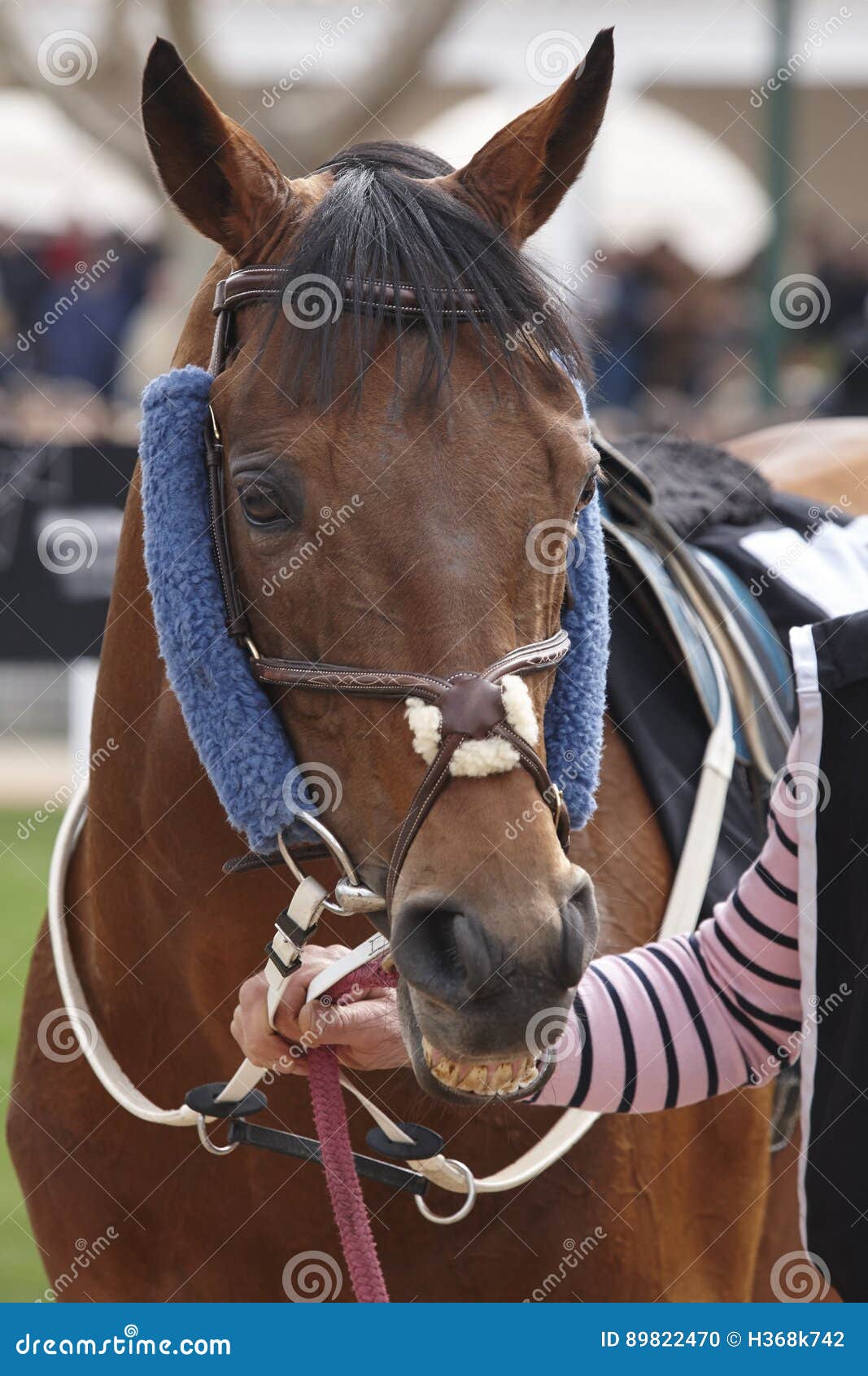 Race Horse Head Ready To Run. Paddock Area Stock Photo - Image of ...