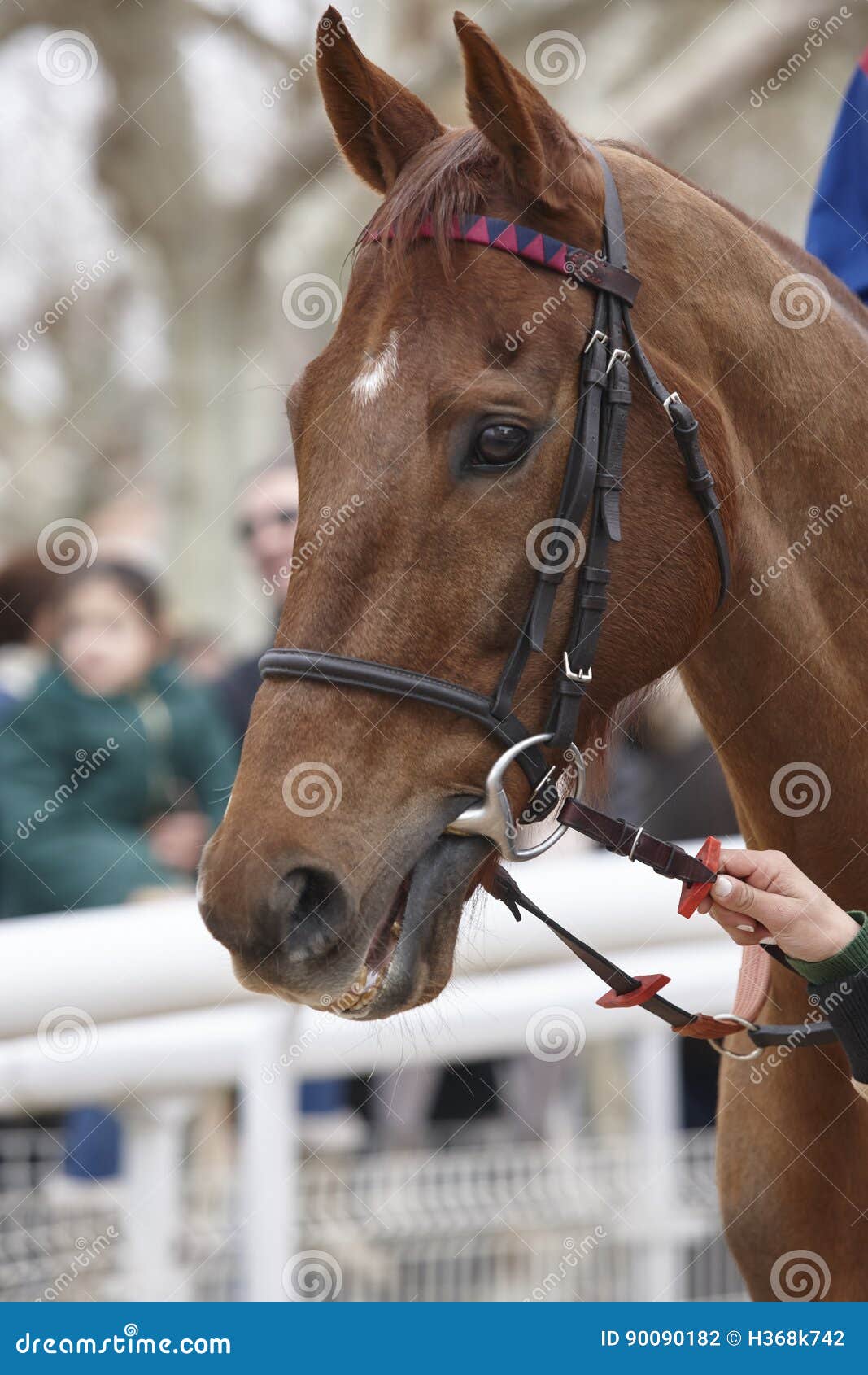 Race Horse Head Ready To Run. Paddock Area Stock Photo - Image of race ...