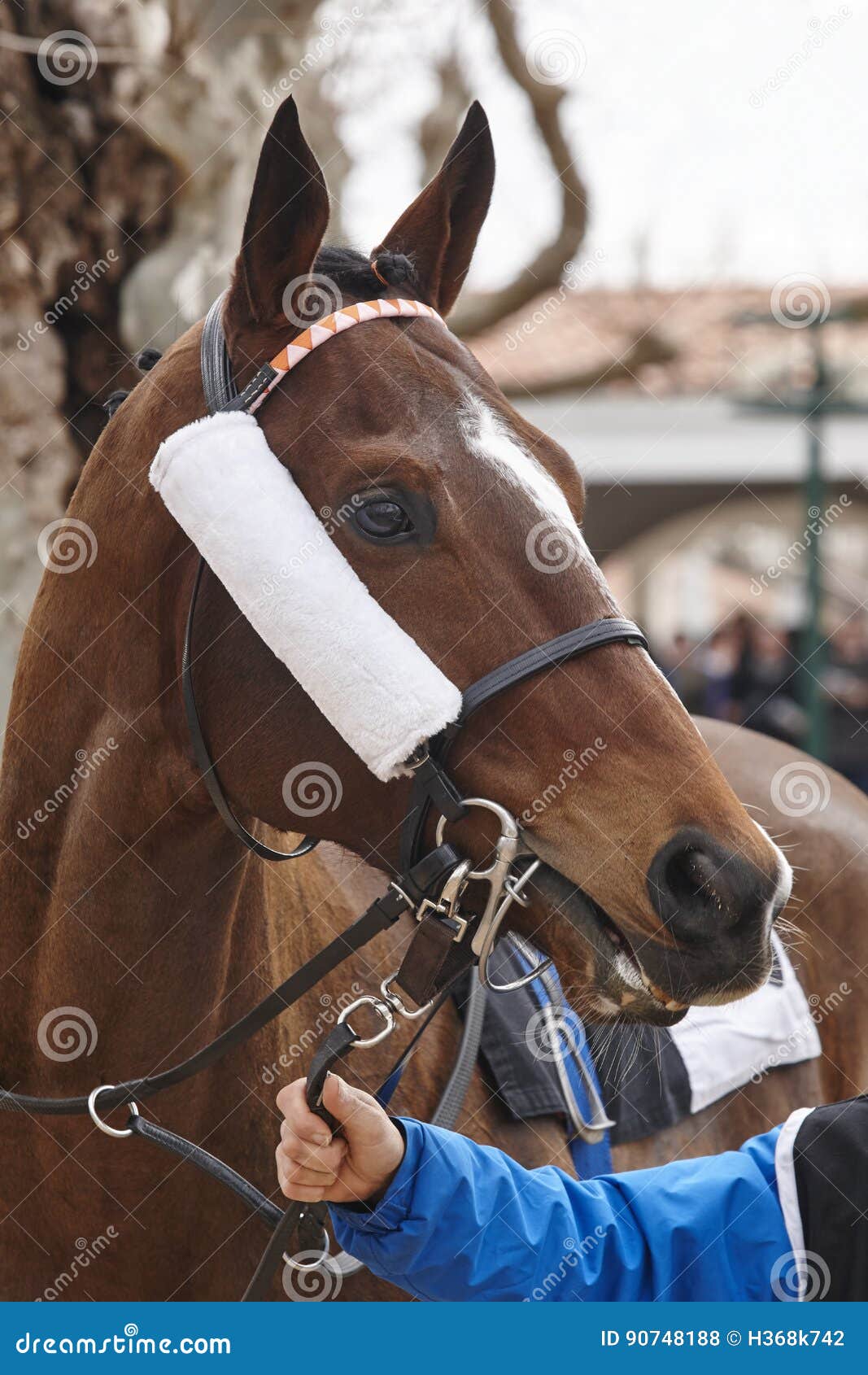 Race Horse Head Ready To Run. Paddock Area Stock Photo - Image of ...