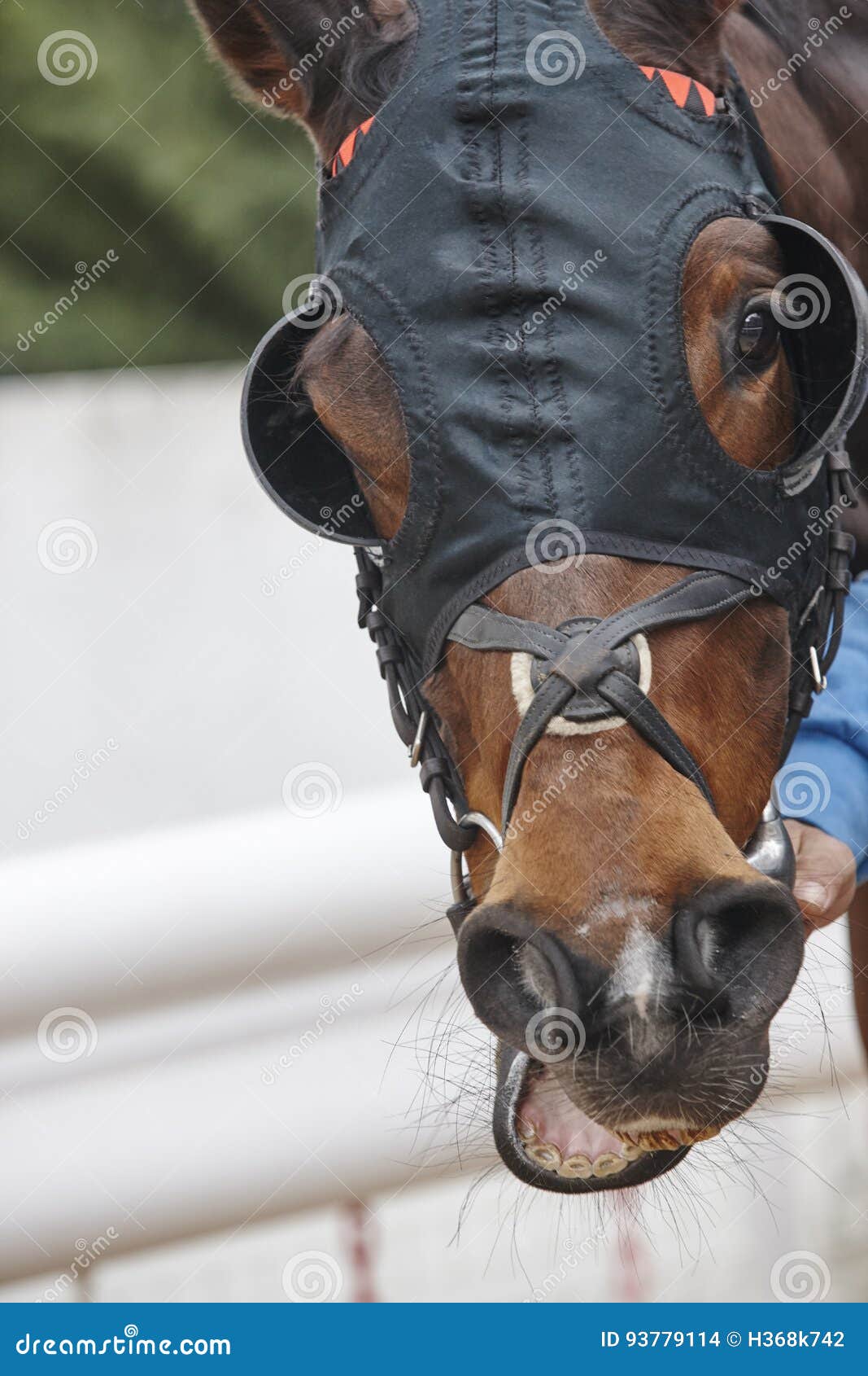 Race Horse Head Ready To Run. Paddock Area Stock Photo - Image of derby ...