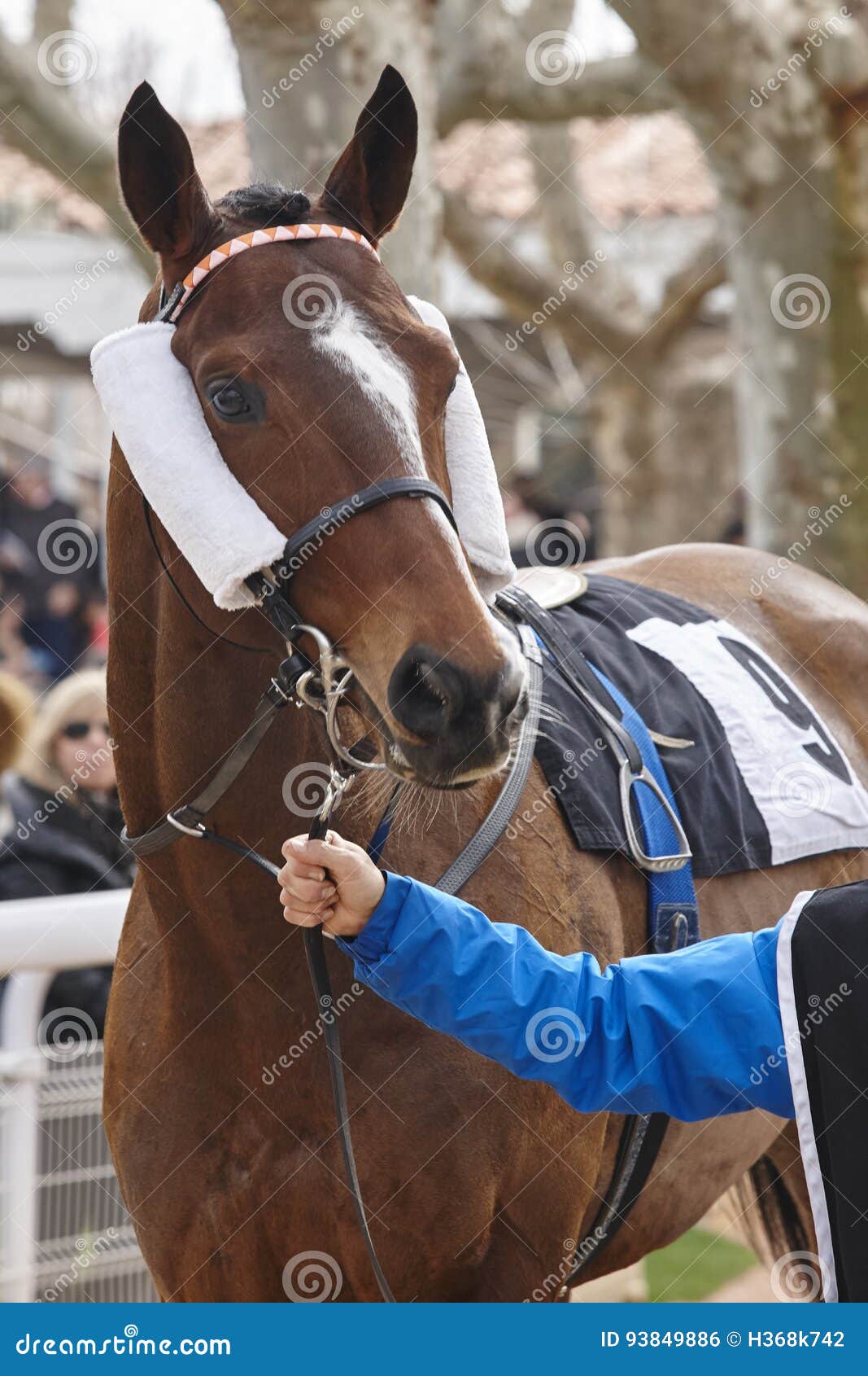 Race Horse Head Ready To Run. Paddock Area Editorial Photo - Image of ...
