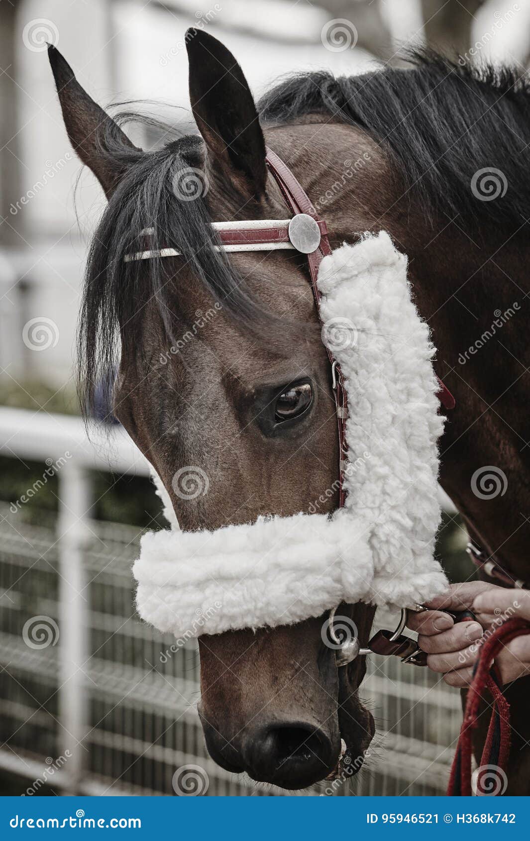 Race Horse Head Ready To Run. Paddock Area Stock Image - Image of ...