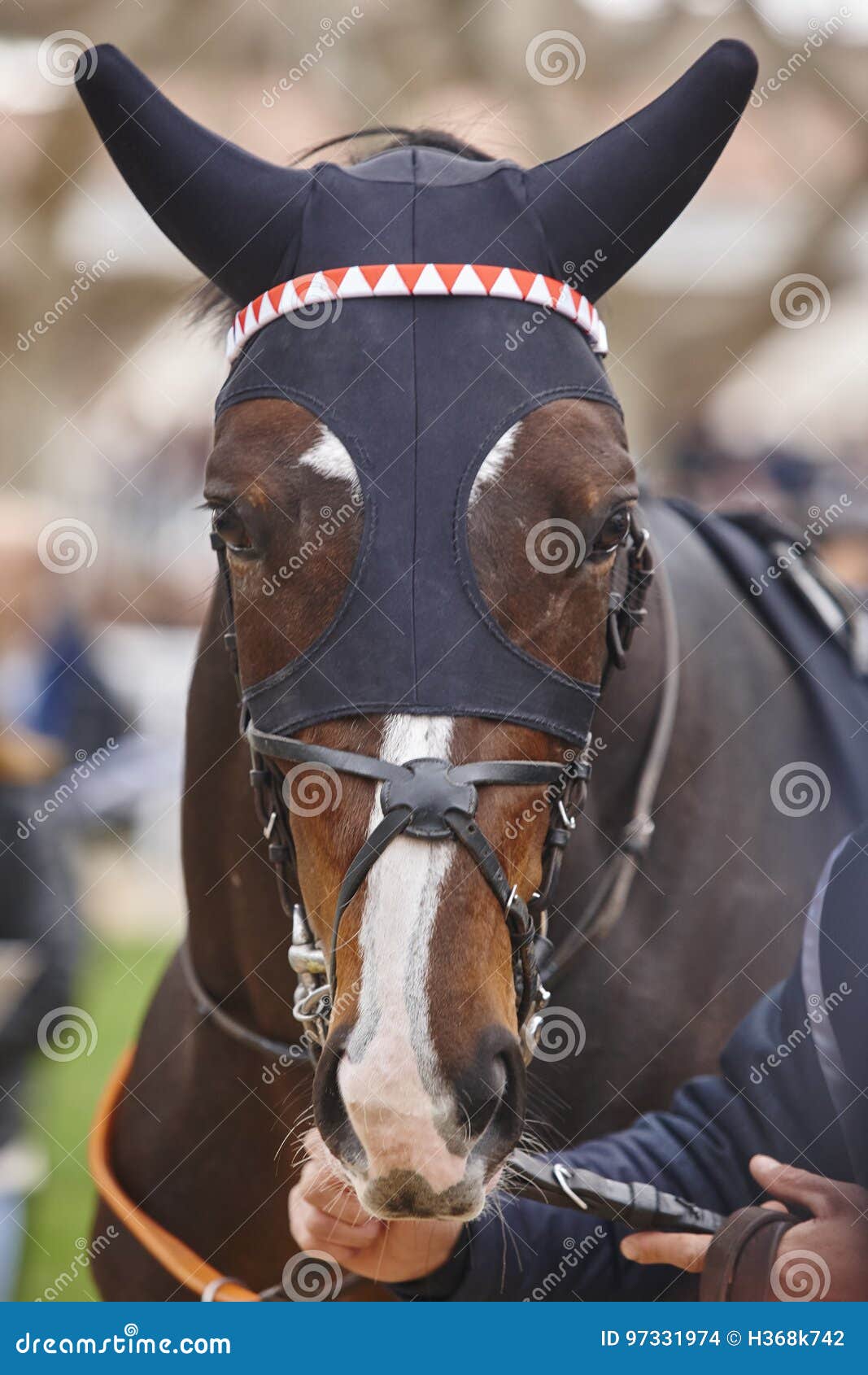 Race Horse Head Ready To Run. Paddock Area Stock Photo - Image of race ...