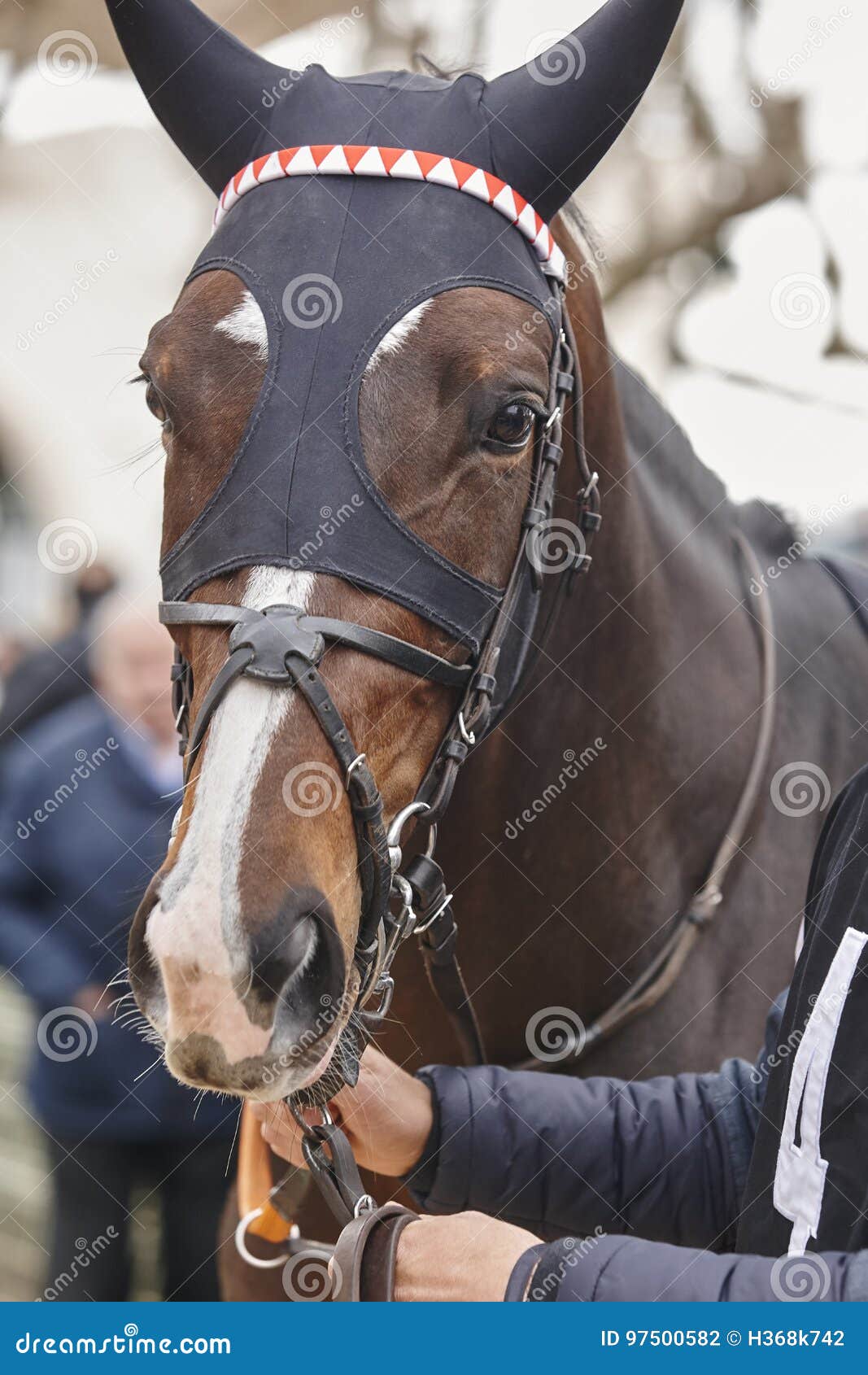 Race Horse Head Ready To Run. Paddock Area Stock Photo - Image of ...