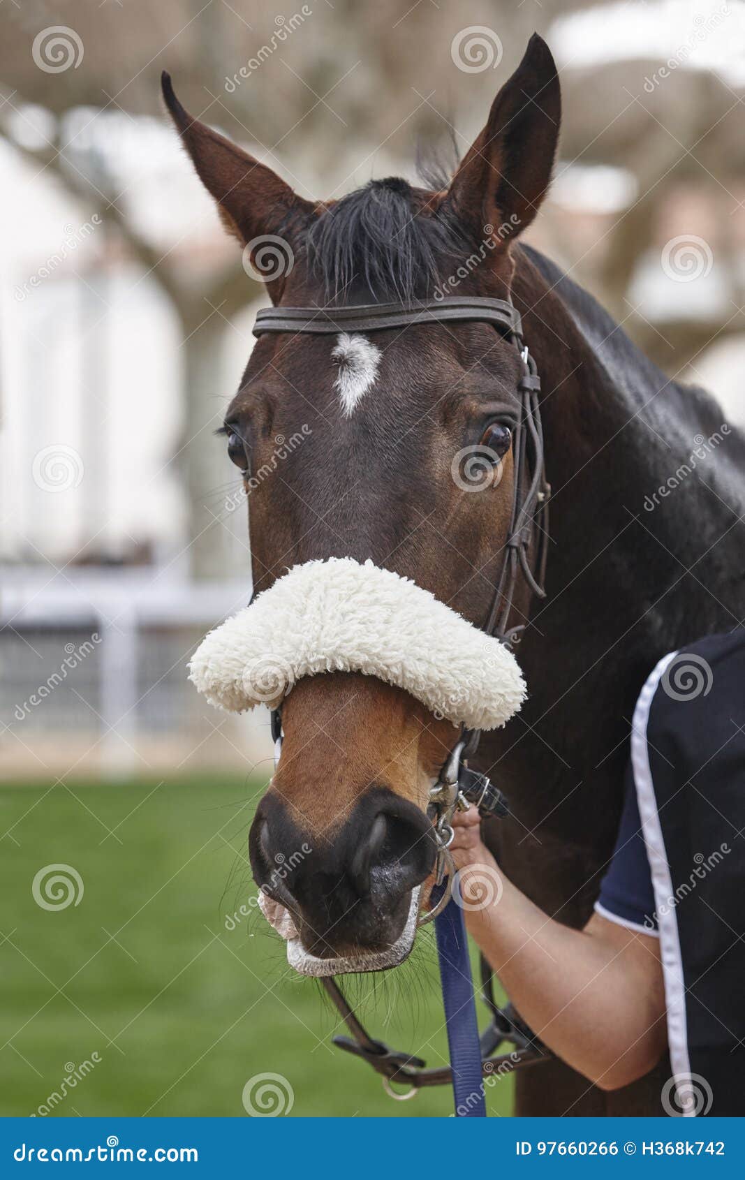 Race Horse Head Ready To Run. Paddock Area Stock Photo - Image of ...