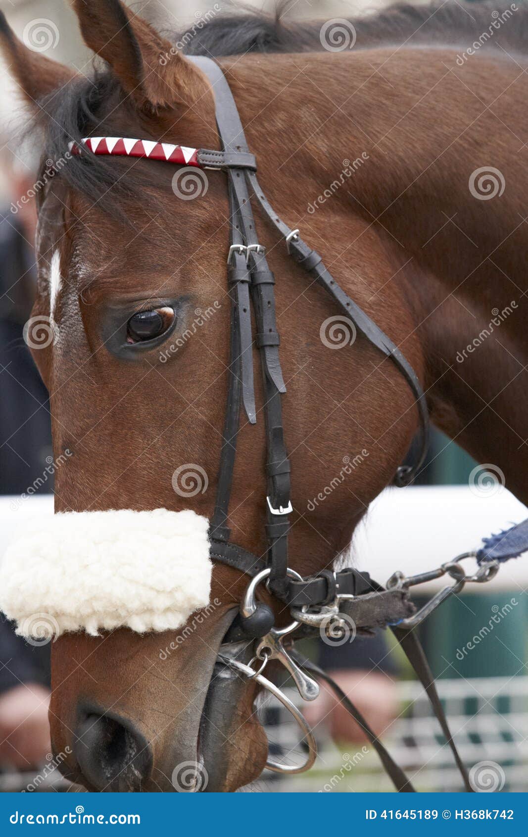 Race Horse Head Ready To Run Stock Image - Image of derby, grass: 41645189