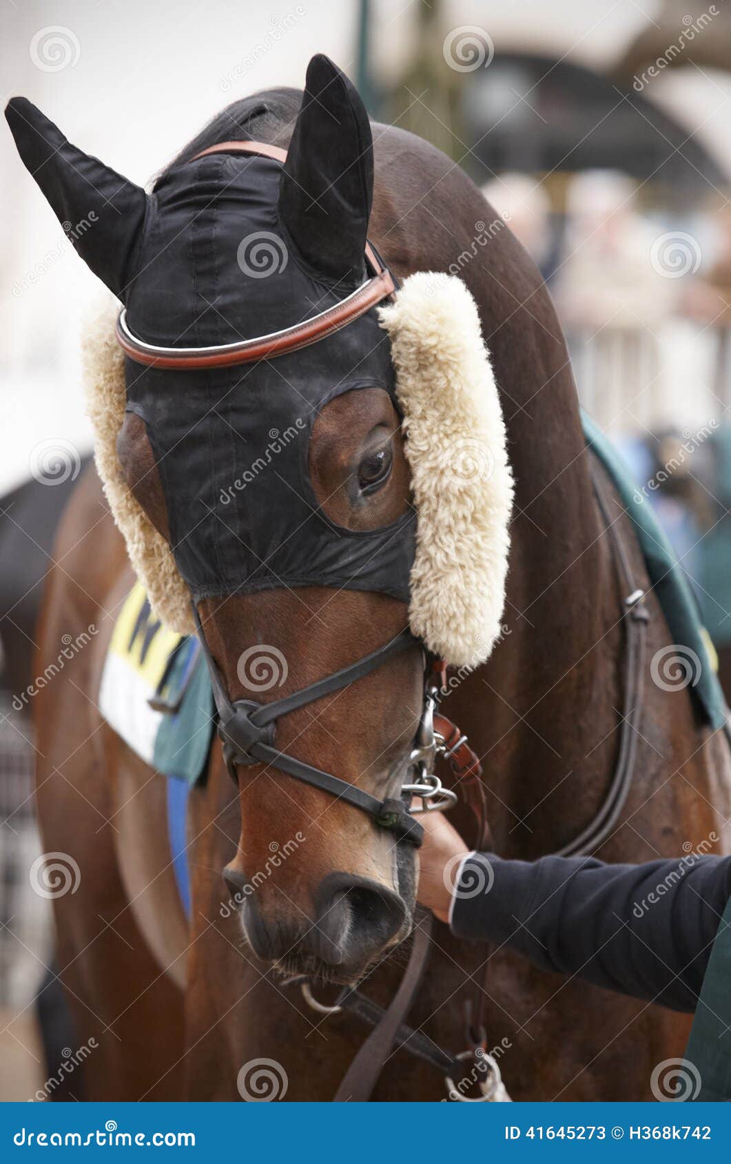 Race Horse Head Ready To Run Stock Image - Image of dressing, nature ...