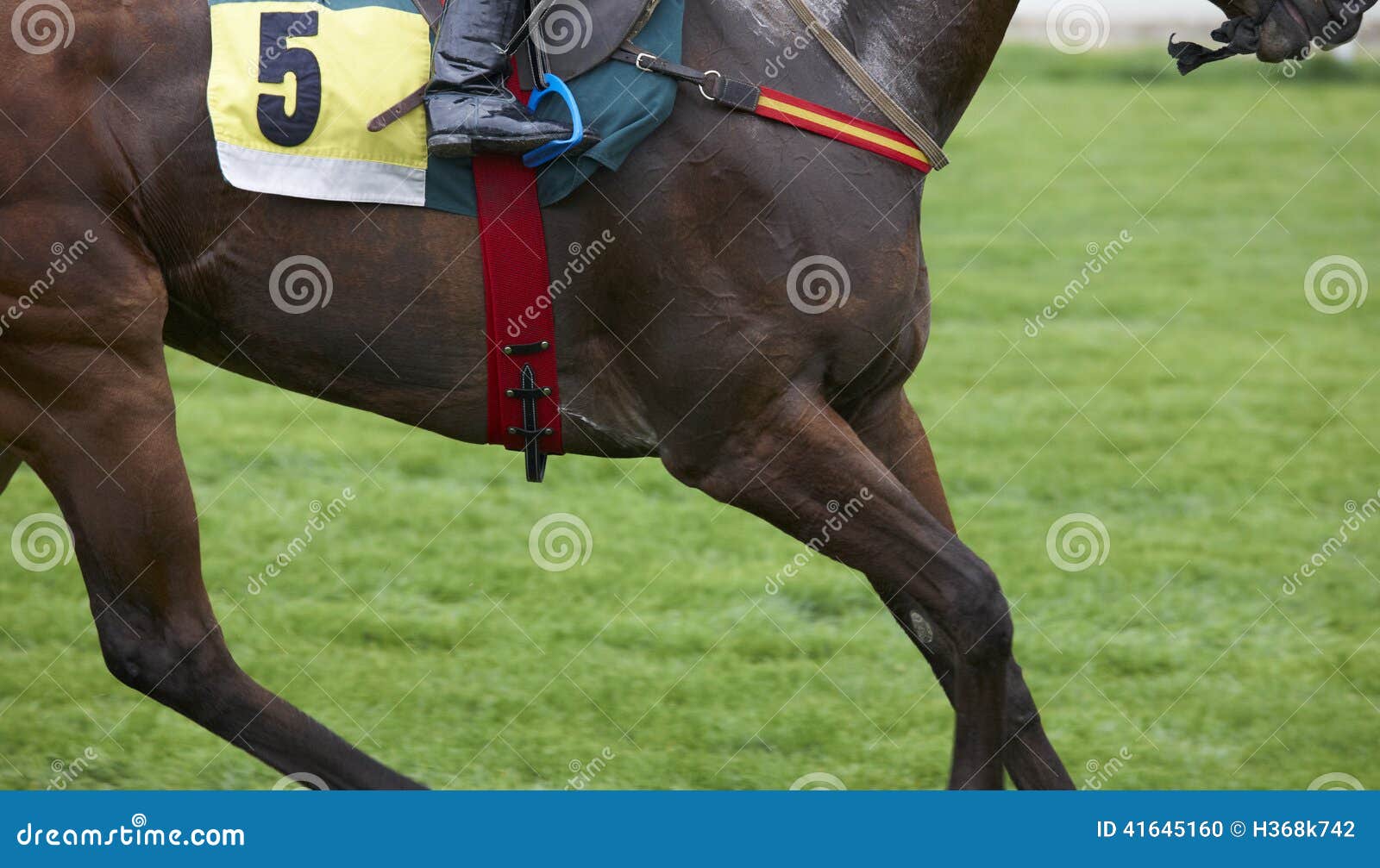 Race Horse with Number Five Running in the Track Stock Photo - Image of ...