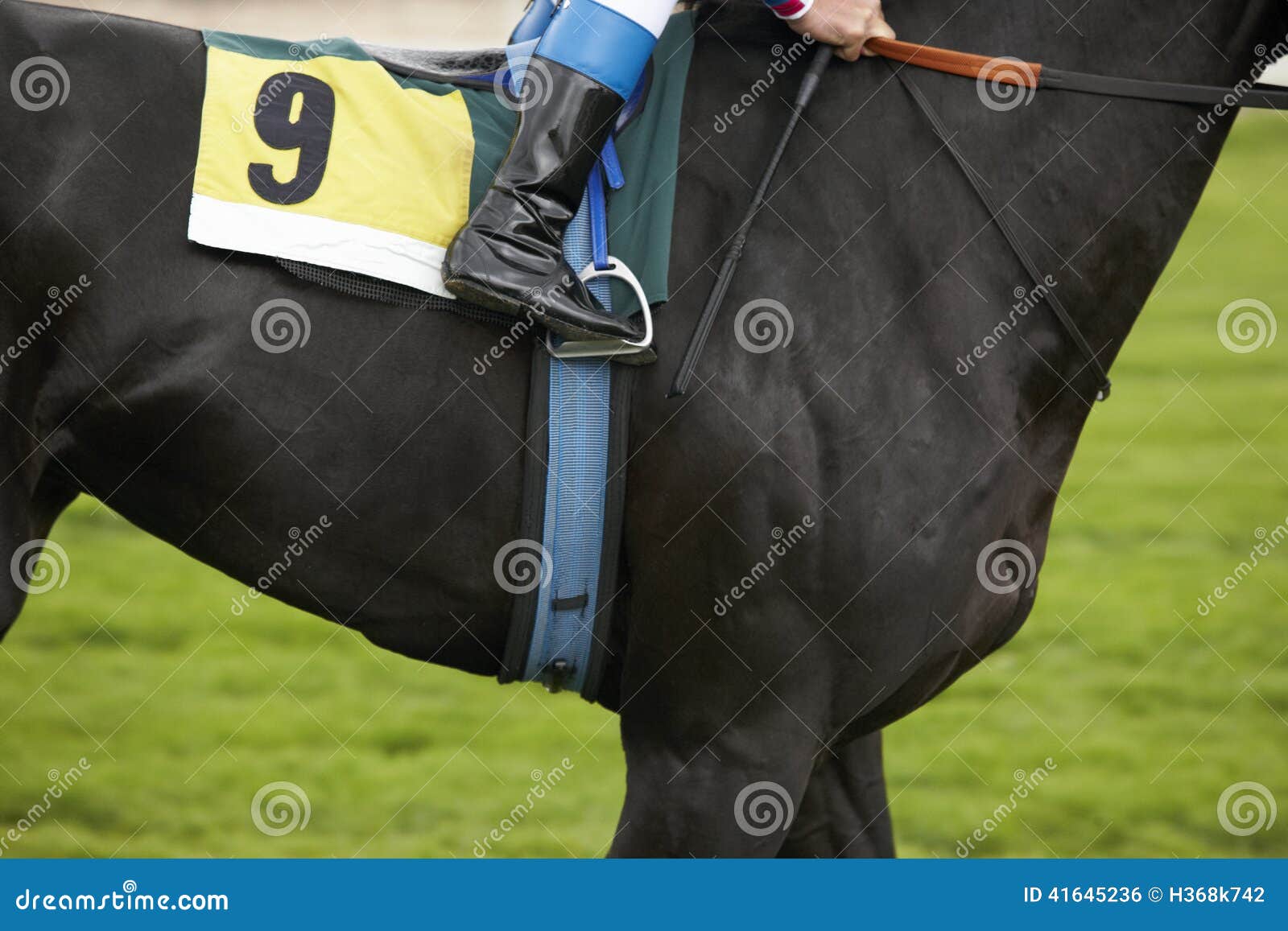 Race Horse with Number Nine Ready To Run Stock Photo - Image of grass ...