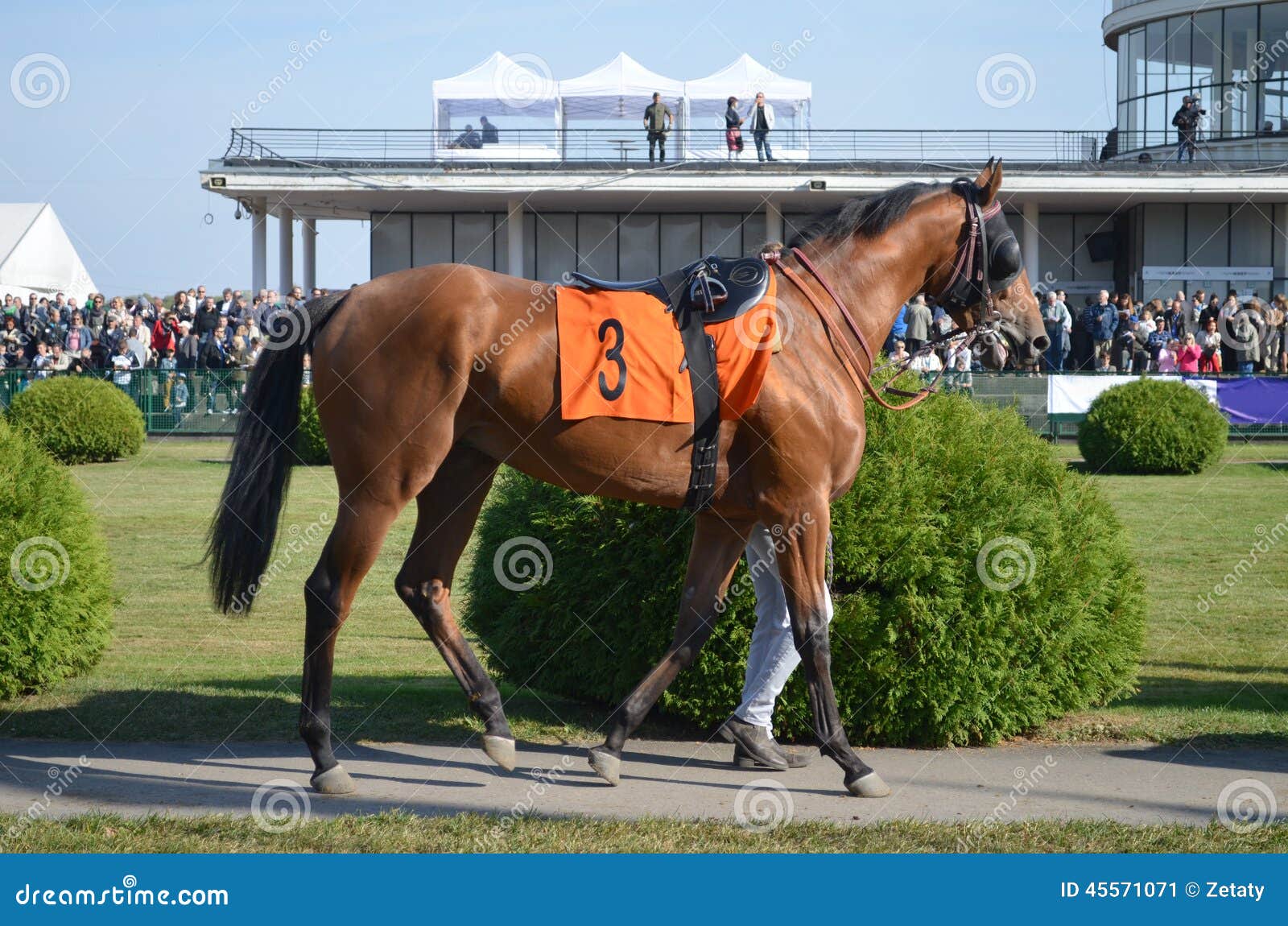 Race horse editorial photo. Image of activity, gamble - 45571071