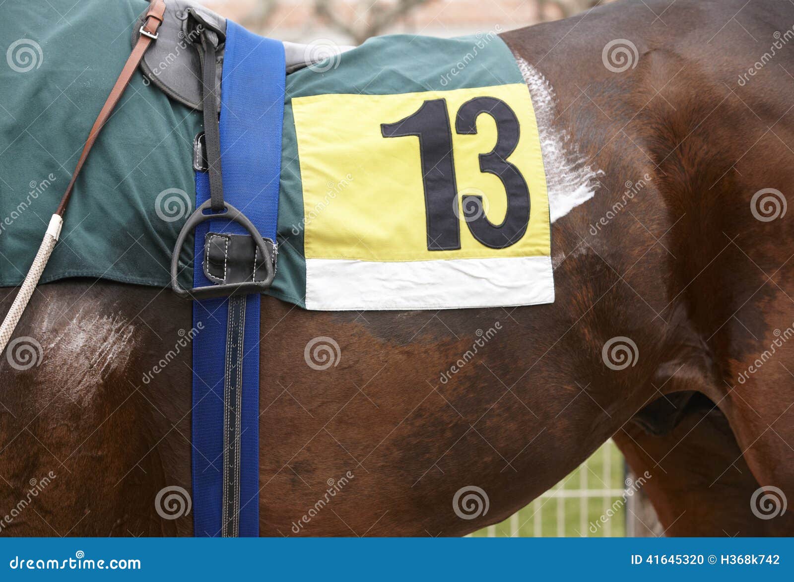 Race Horse with Number Thirteen Stock Photo - Image of riding, dressing ...