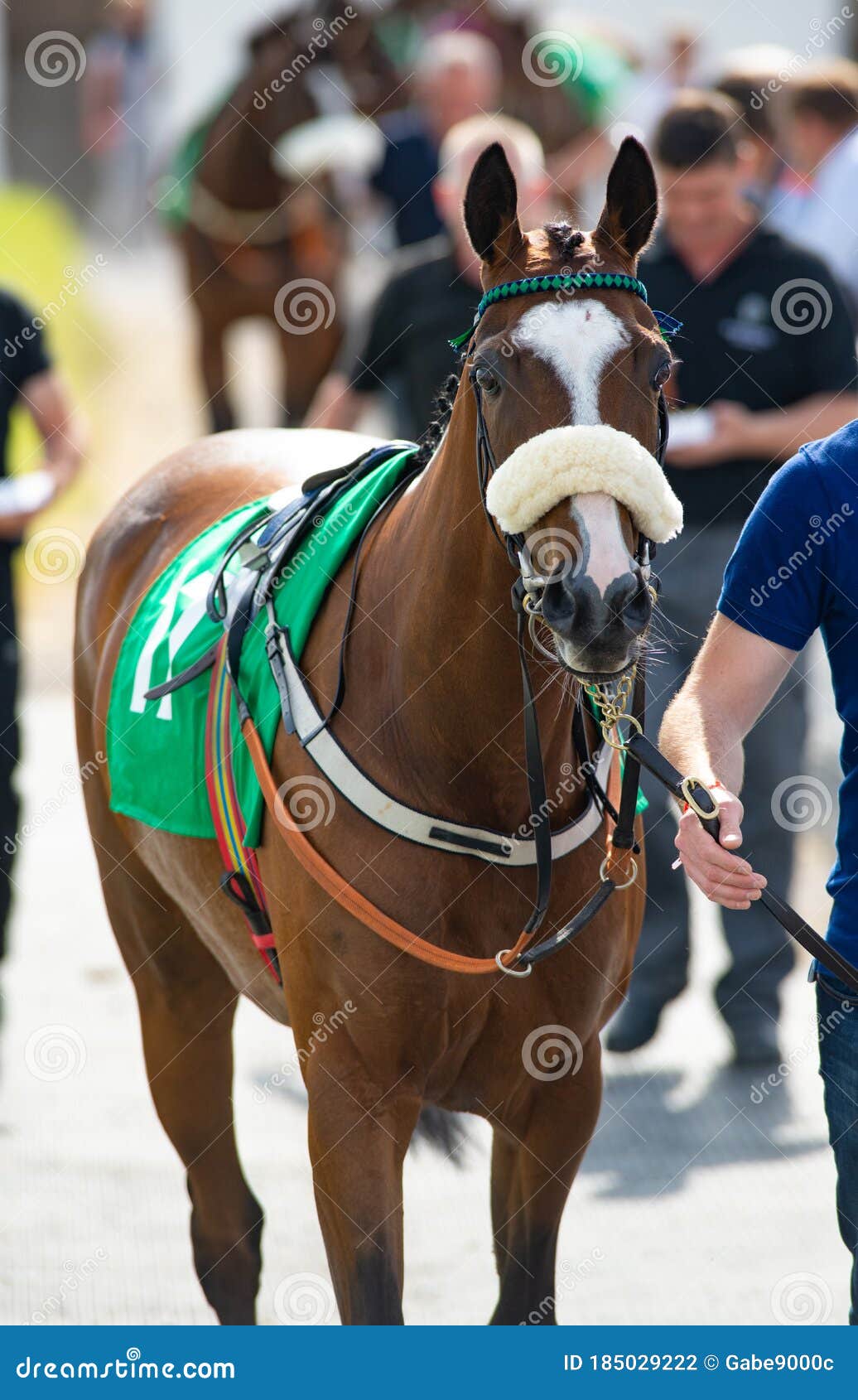 Race Horse Walking in the Parade Ring Stock Photo - Image of equestrian ...