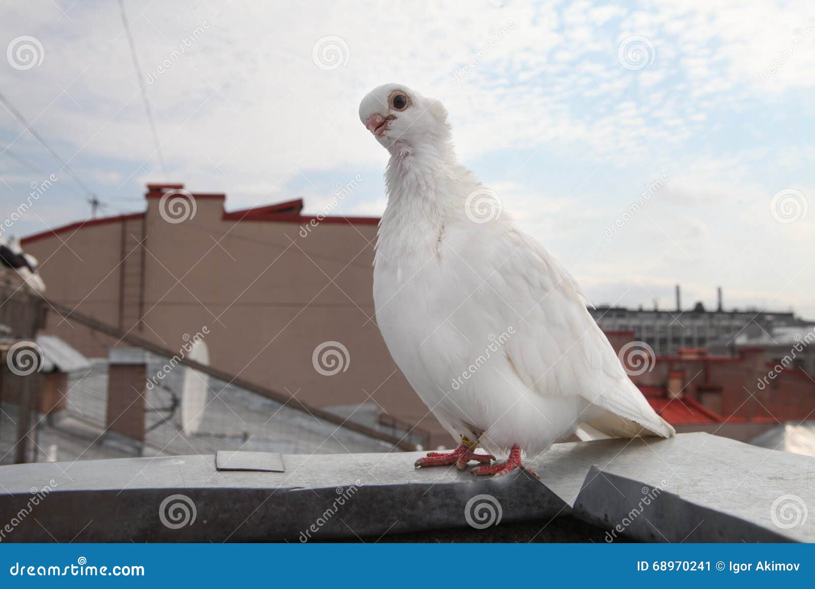 Race Rare De Colombe De Blanc Image stock - Image du race, roche: 68970241