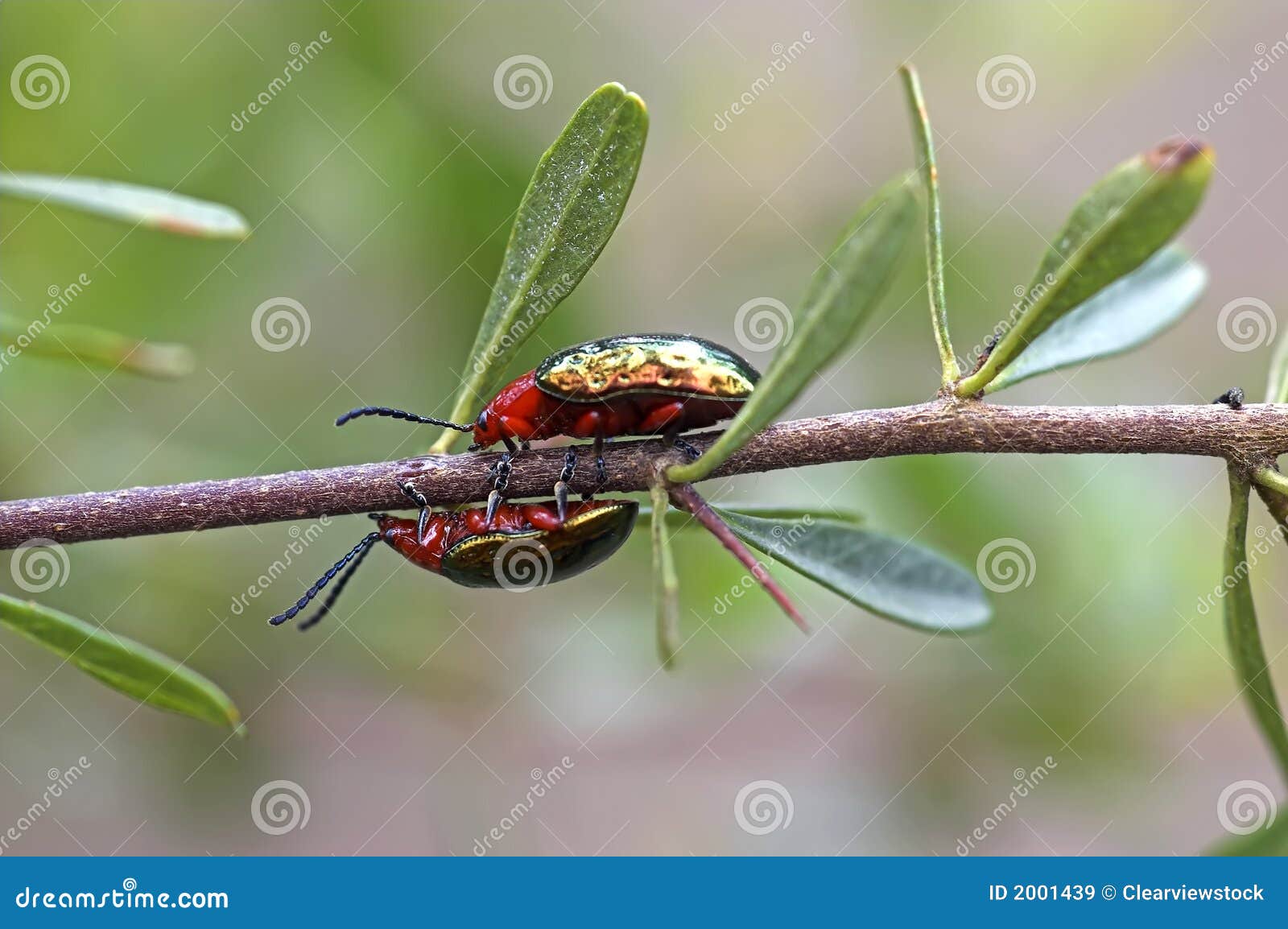 Race you stock image. Image of close, cheat, beetles, underneath - 2001439