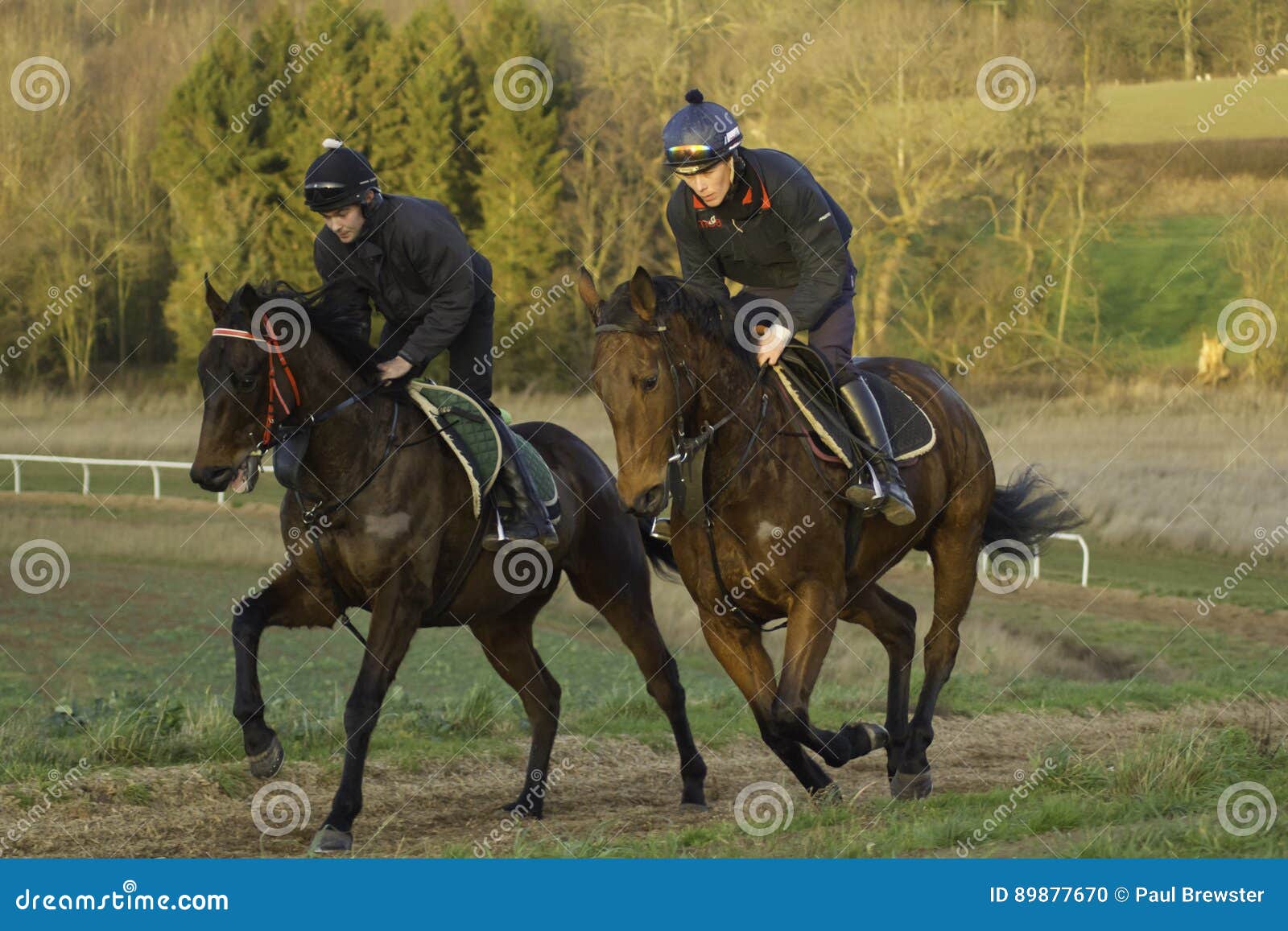 Racehorses on the Gallops in Shropshire Editorial Image - Image of ...