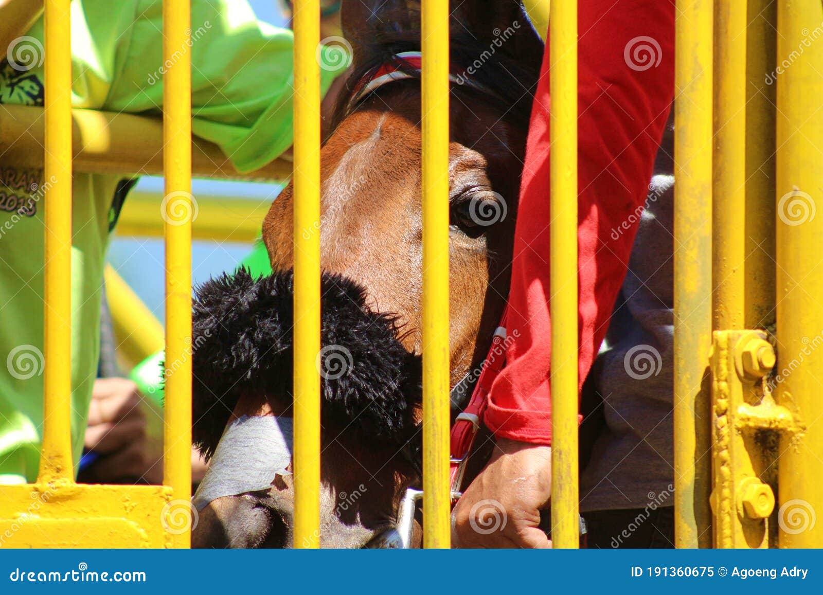 Racehorses Ready To Race at the Gate Stock Image - Image of elegance ...