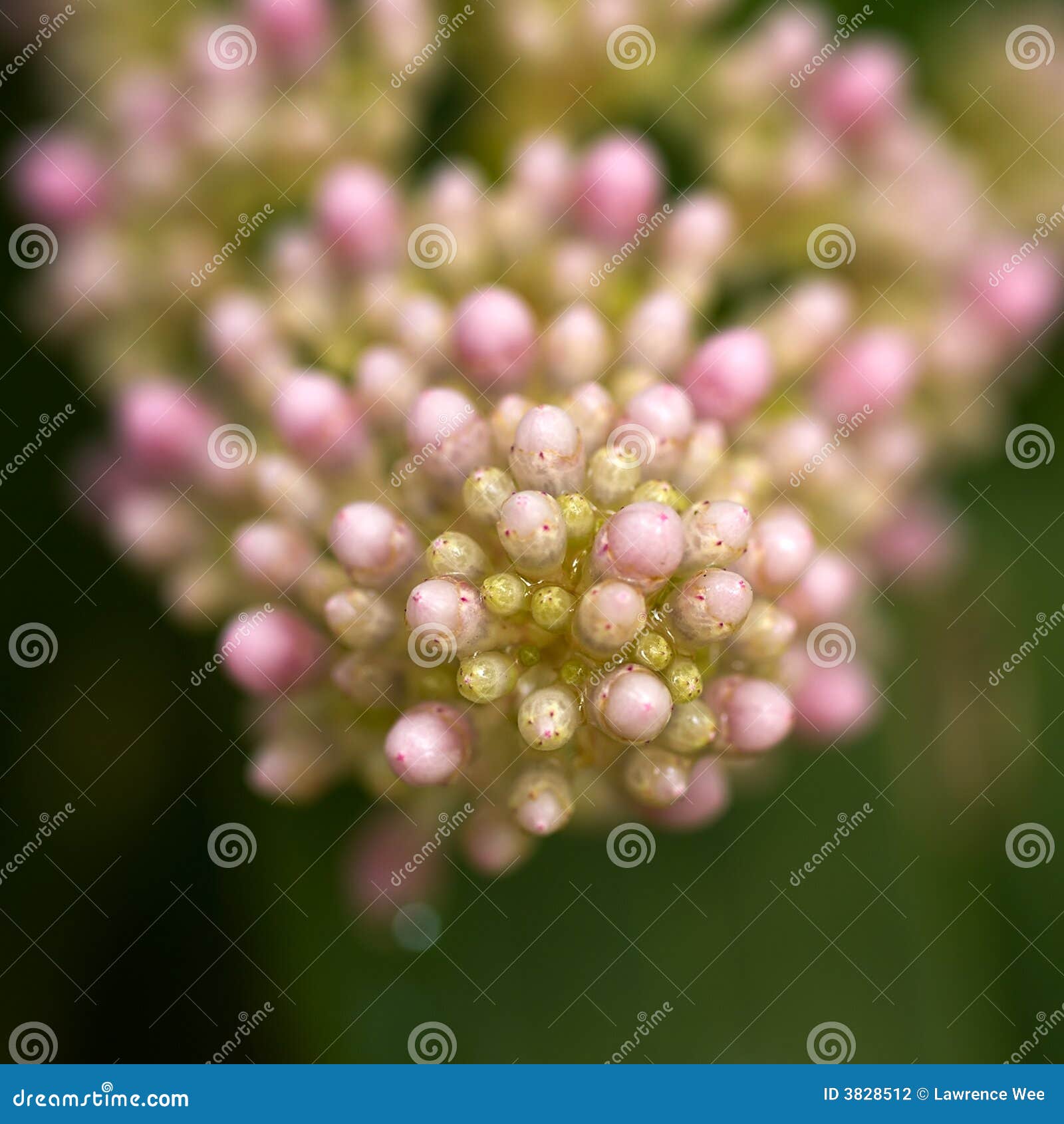 Raceme stock photo. Image of delicate, flower, abundance - 3828512