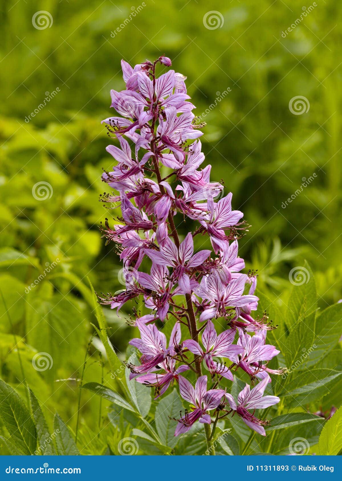 Raceme wild colour stock image. Image of plant, flower - 11311893