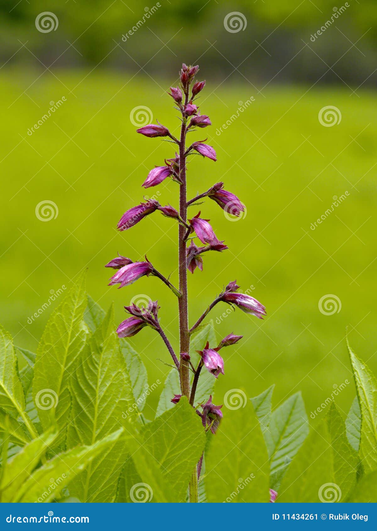 Raceme Wild Flowers Lilac Colour Stock Image - Image of slip, flower ...