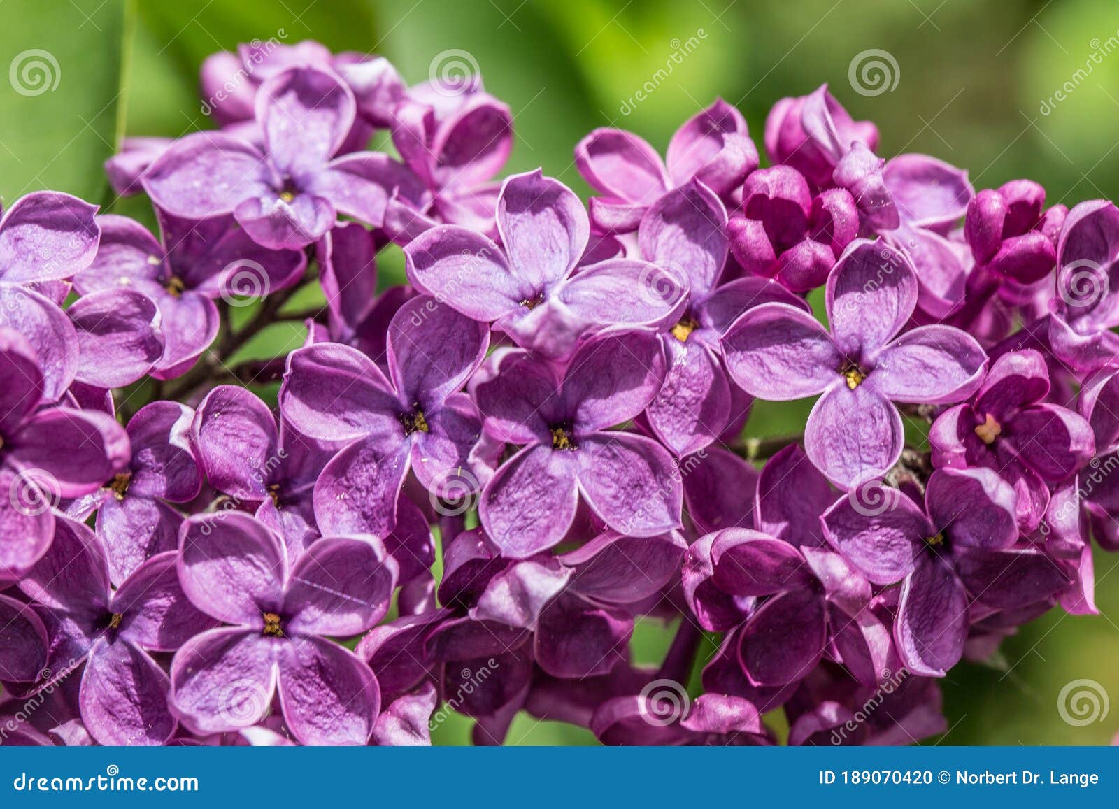 Racemose Red Violet Lilac Flower Stock Photo - Image of lila, violett ...