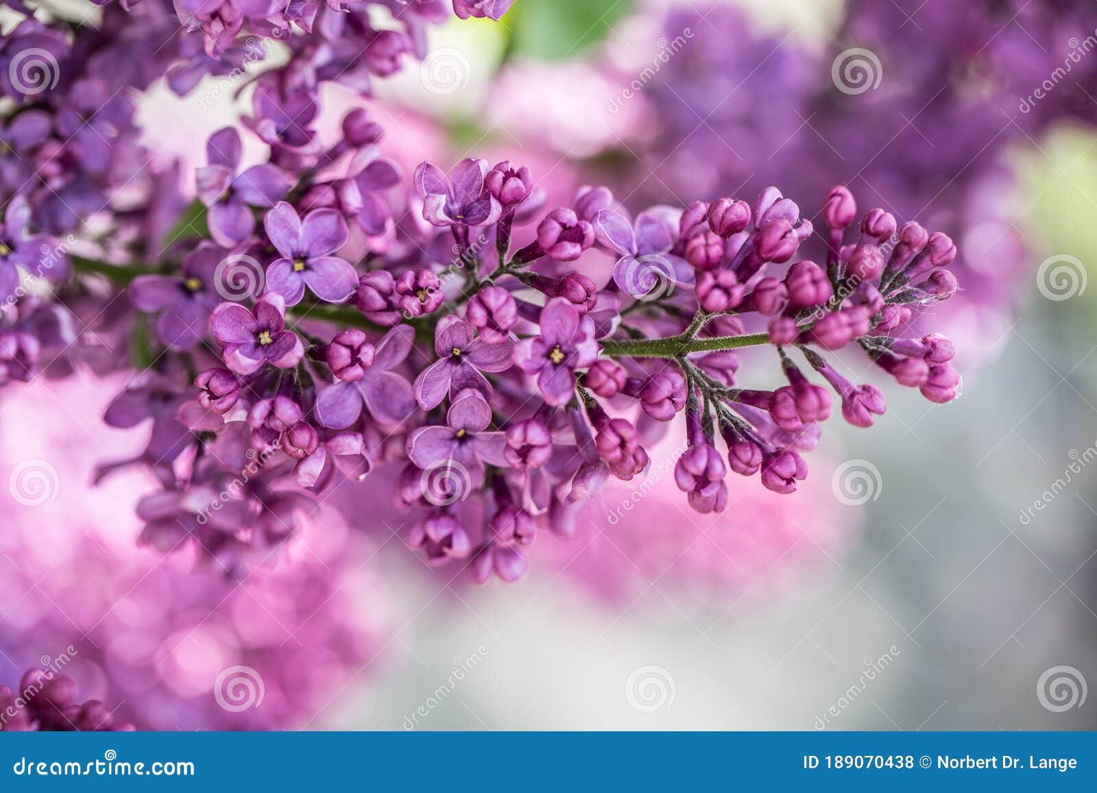 Racemose Red Violet Lilac Flower Stock Photo - Image of green, violet ...