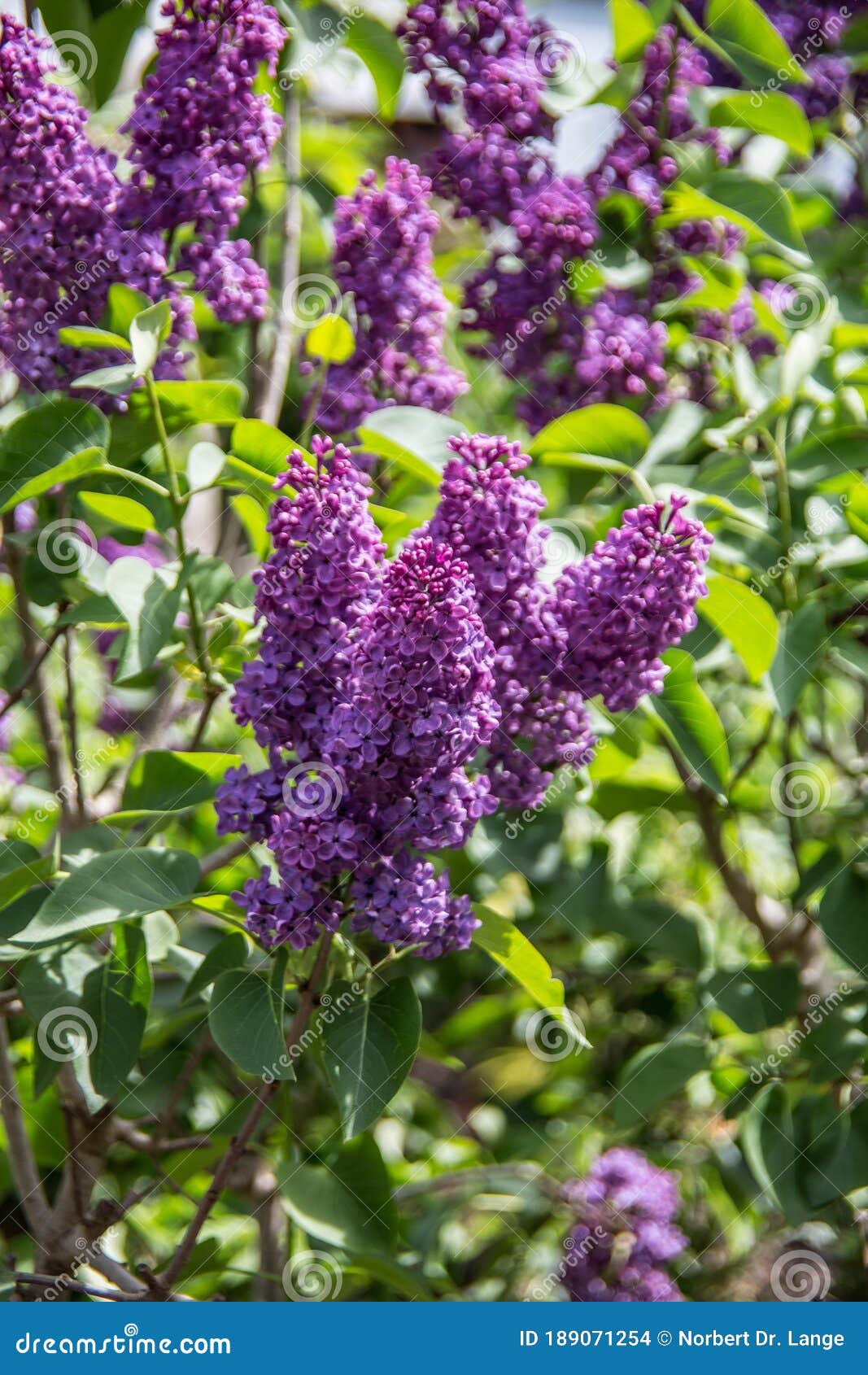 Racemose Red Violet Lilac Flower Stock Photo - Image of violett, olive ...