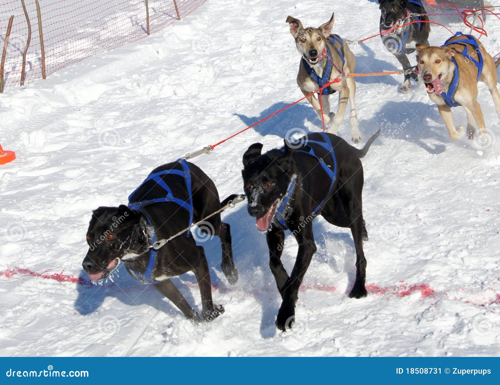 Races on the dog stock image. Image of husky, race, active - 18508731