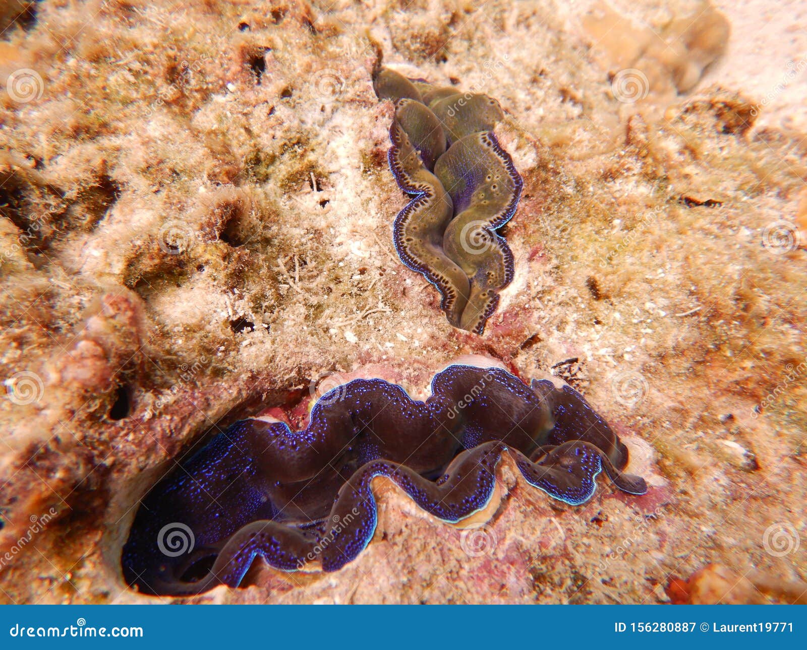 Undersea shell stock image. Image of diving, shell, thailand - 156280887