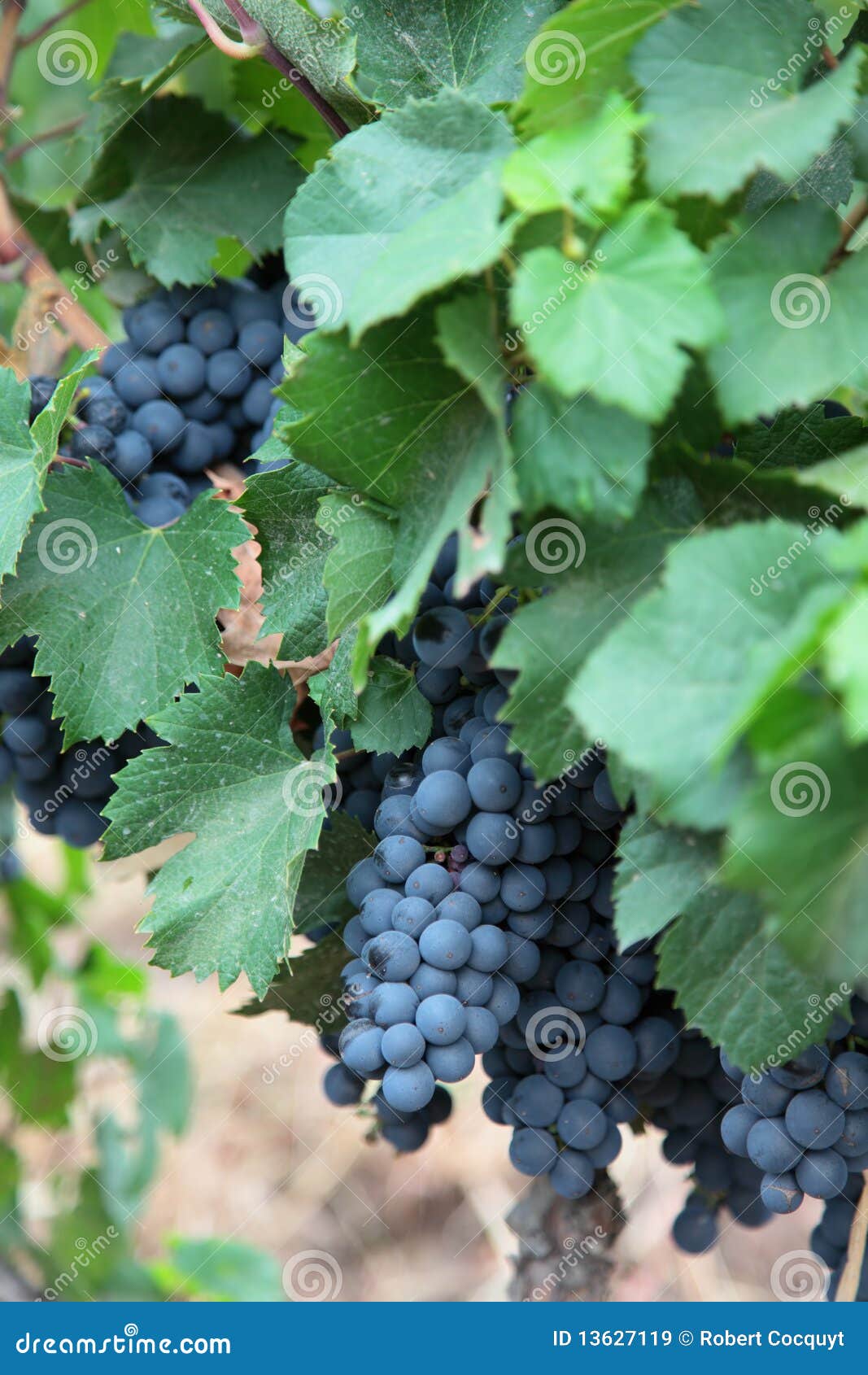 Racimo imagen de archivo. Imagen de mendoza, verde, verano - 13627119