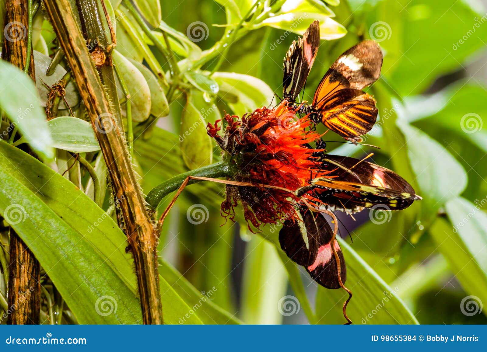Racimo De Butterfles En Una Flor Roja Foto de archivo - Imagen de rojo ...