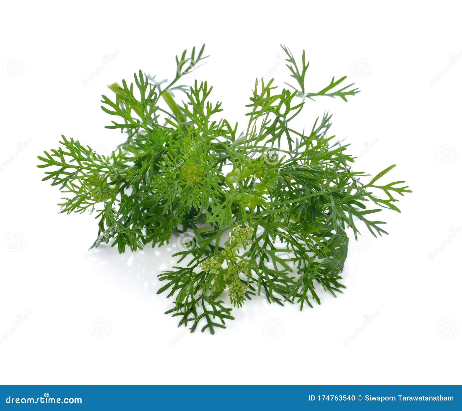 Racimo De Cilantro Aislado En Blanco Foto de archivo - Imagen de ...