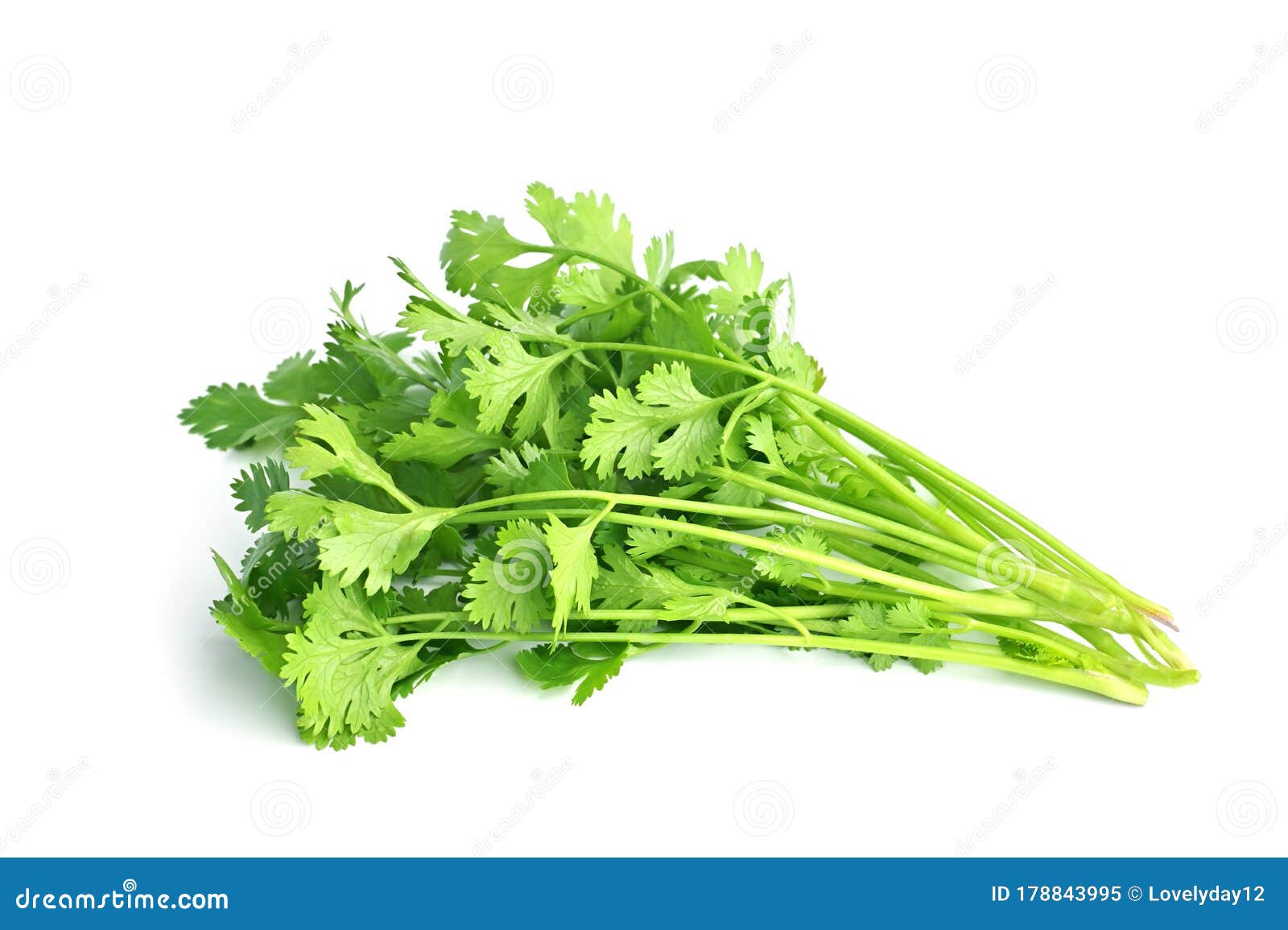 Racimo De Cilantro Aislado Sobre Fondo Blanco Imagen de archivo ...