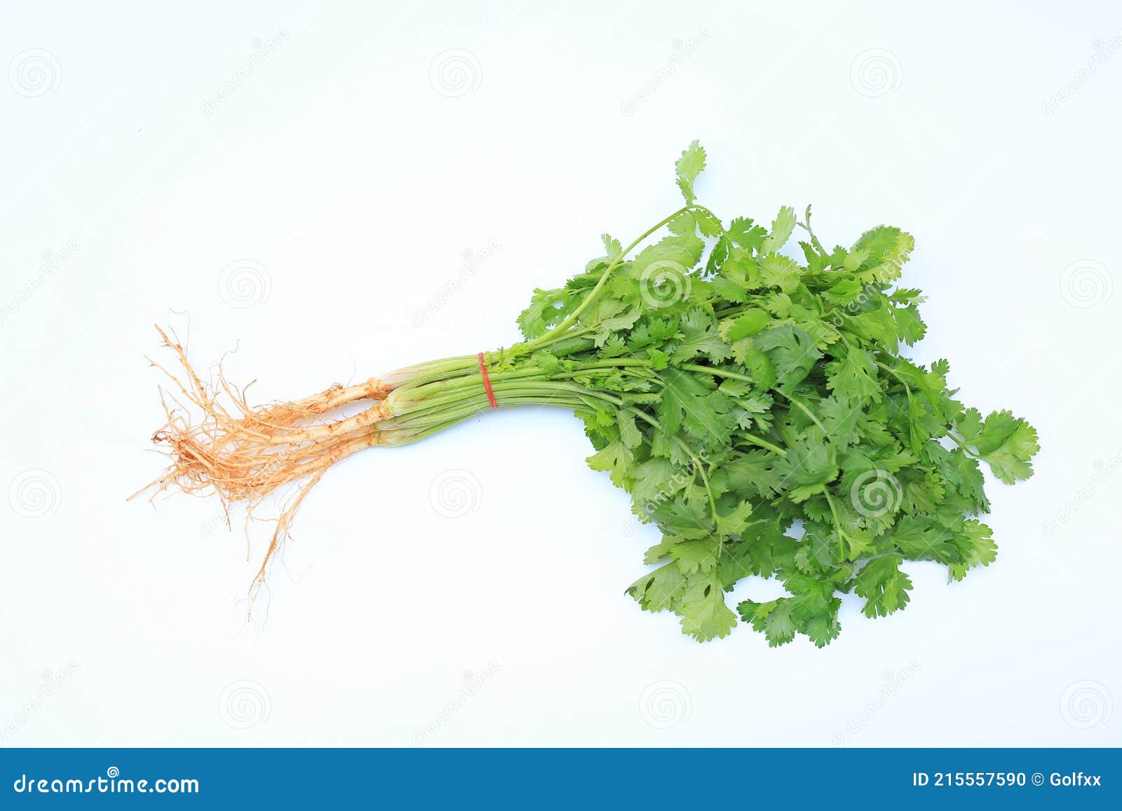 Racimo De Cilantro Aislado Sobre Fondo Blanco Foto de archivo - Imagen ...