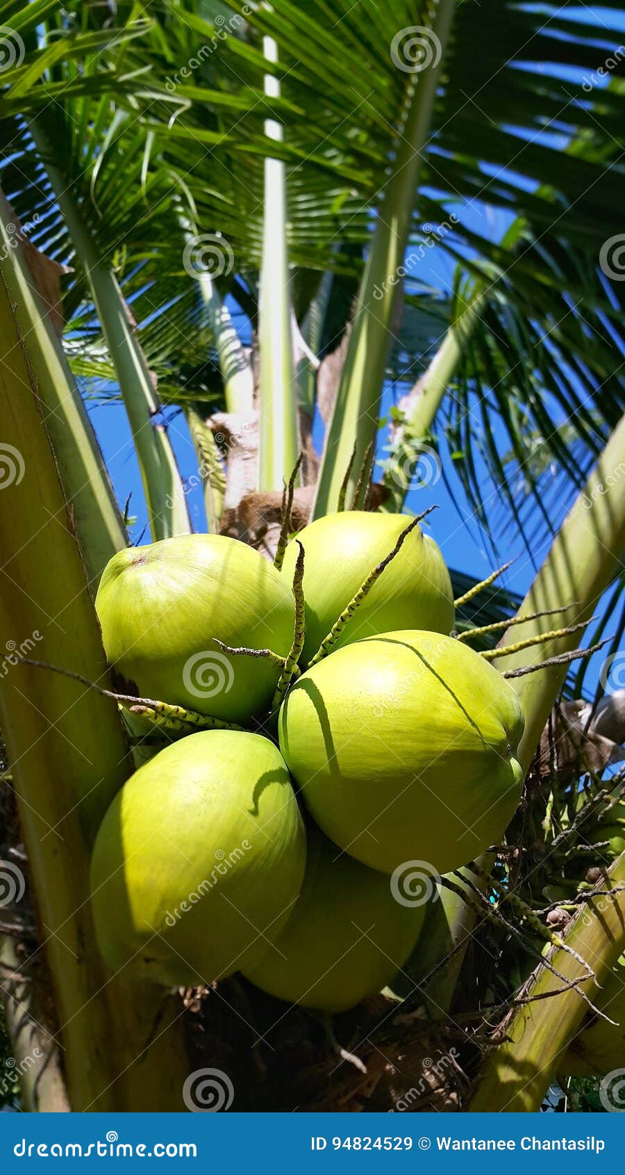 Racimo De Cocos Verdes En árbol De Coco Imagen de archivo - Imagen de ...