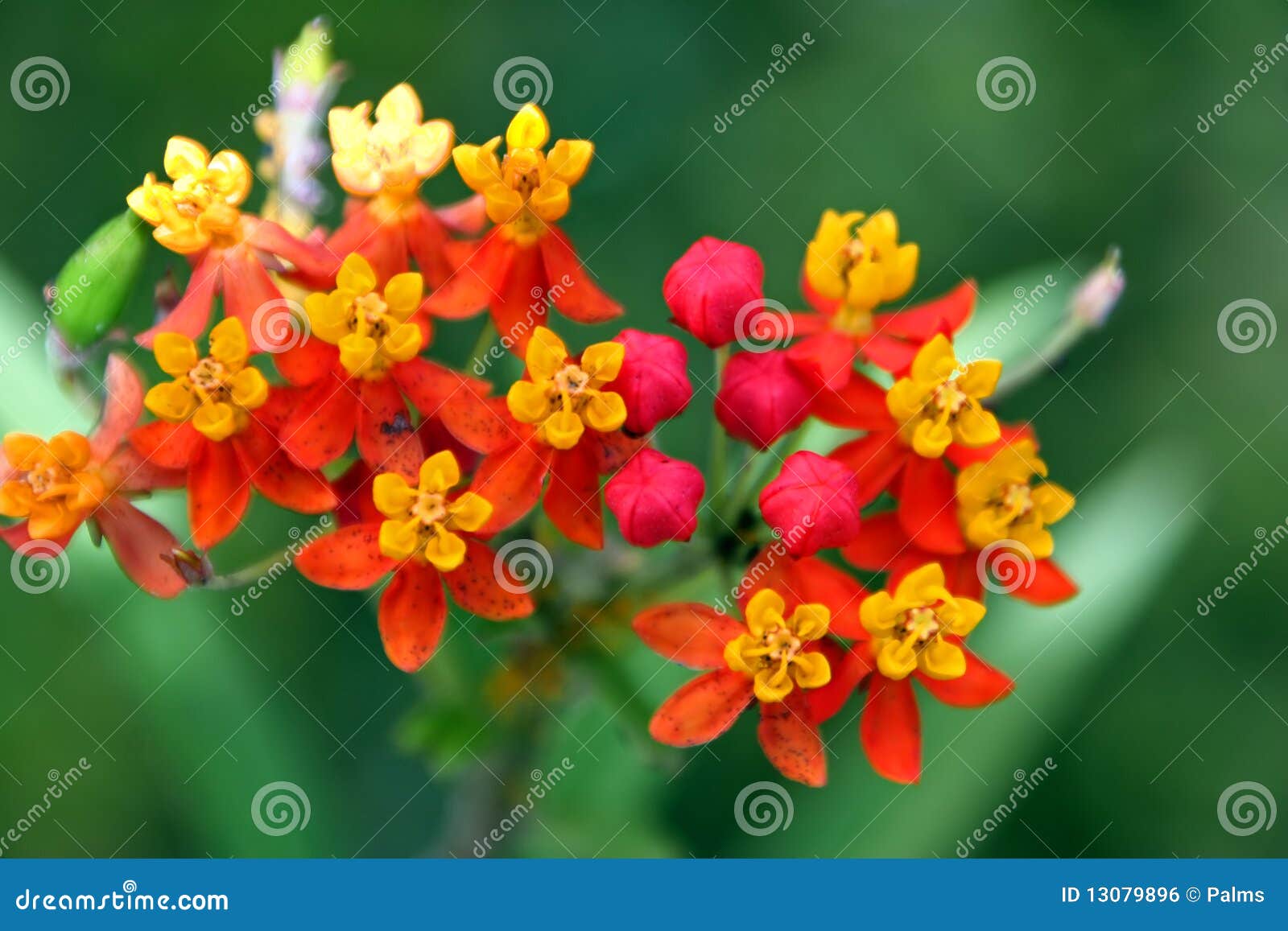 Racimo de flor foto de archivo. Imagen de cubo, florida - 13079896