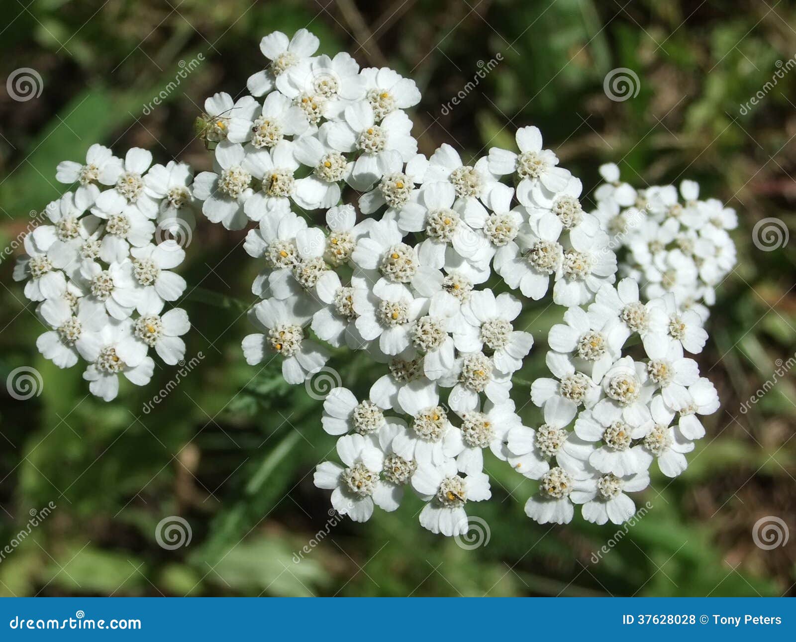 Racimo de flor blanca foto de archivo. Imagen de saskatchewan - 37628028