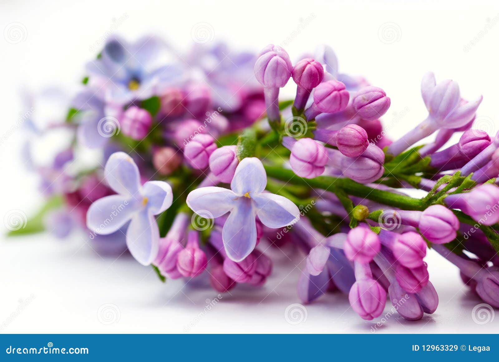 Racimo de flor de la lila imagen de archivo. Imagen de flor - 12963329