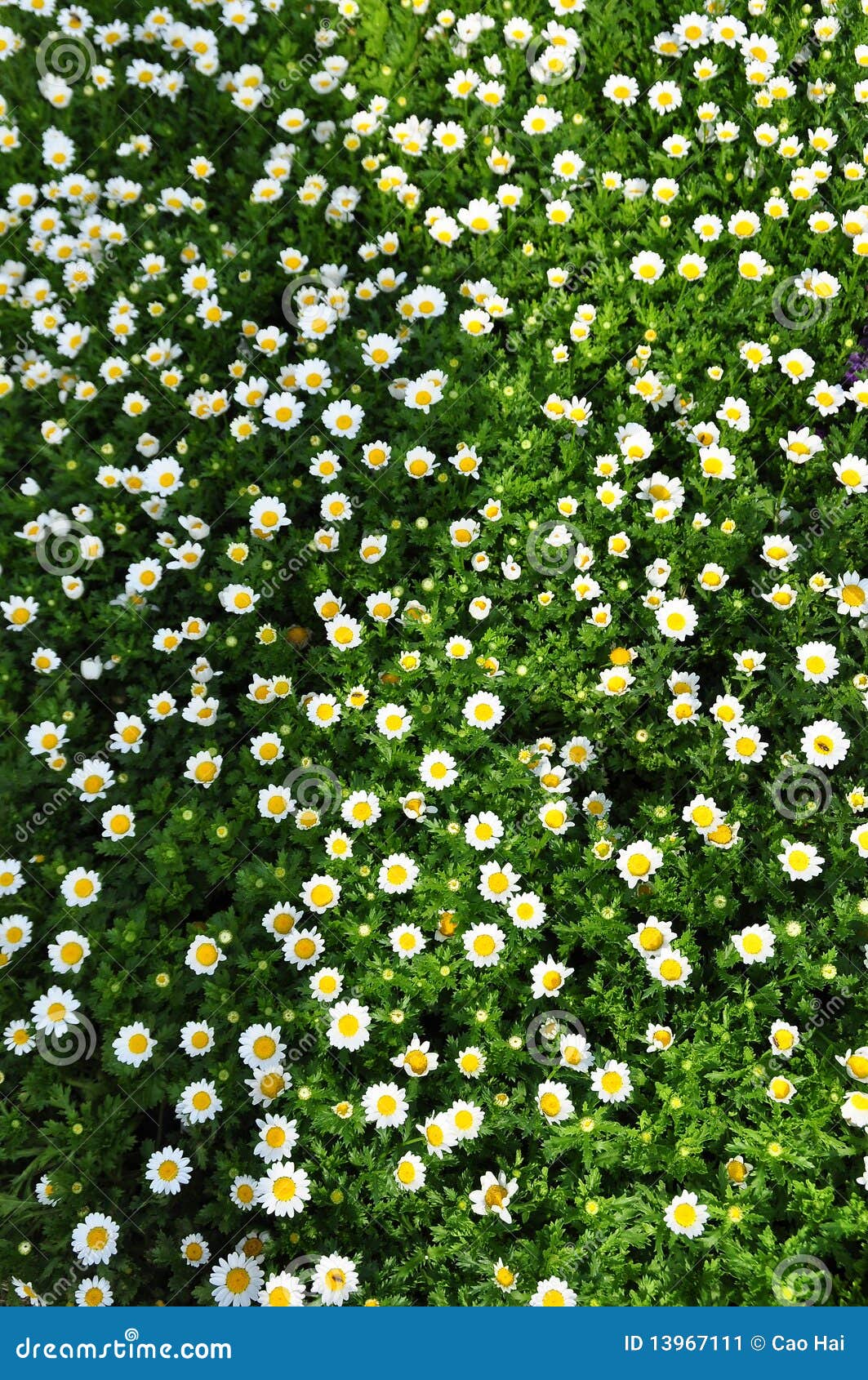 Racimo De Flor De La Margarita Blanca Imagen de archivo - Imagen de ...