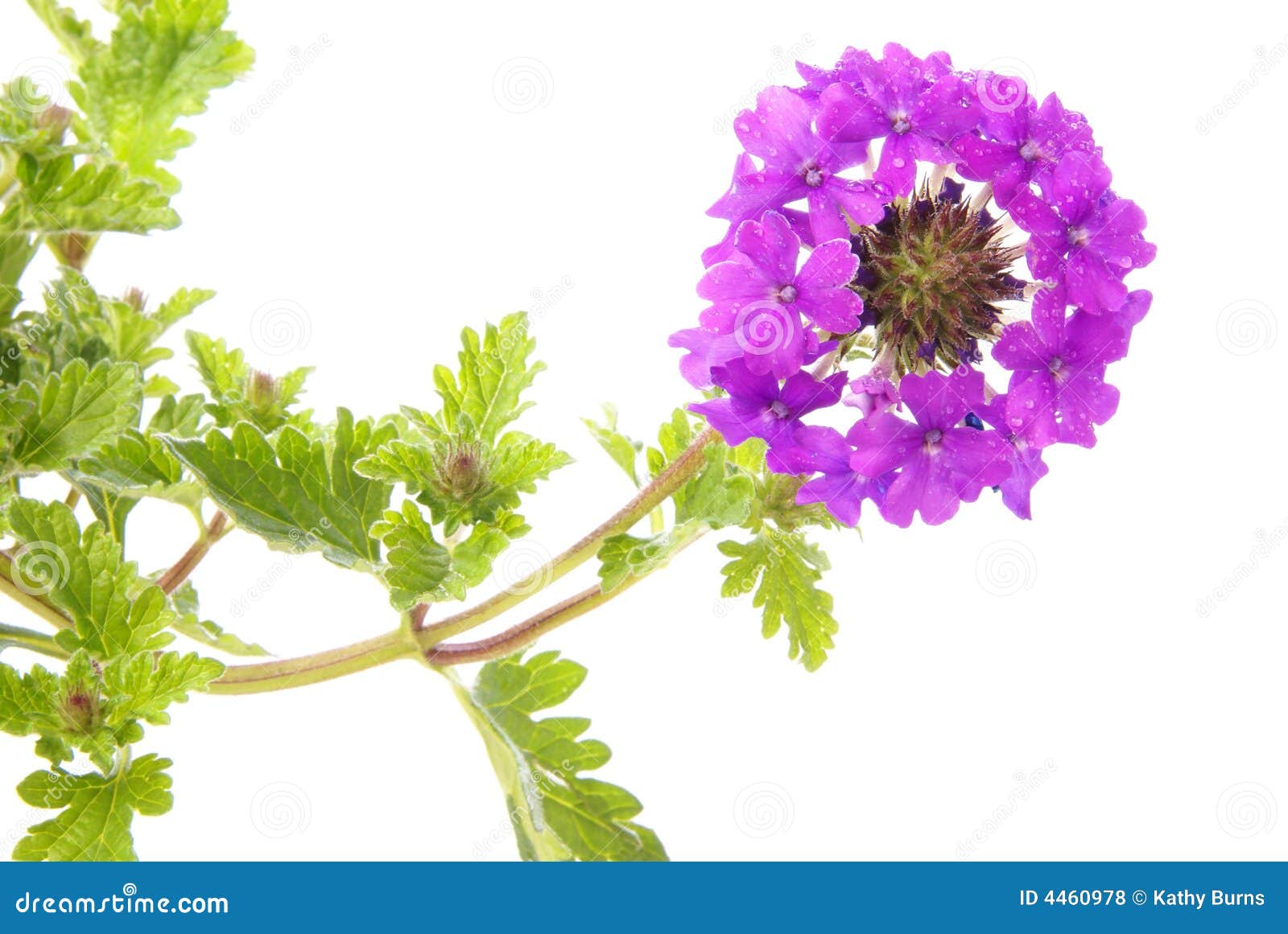 Racimo De Flor De La Verbena Foto de archivo - Imagen de resorte ...