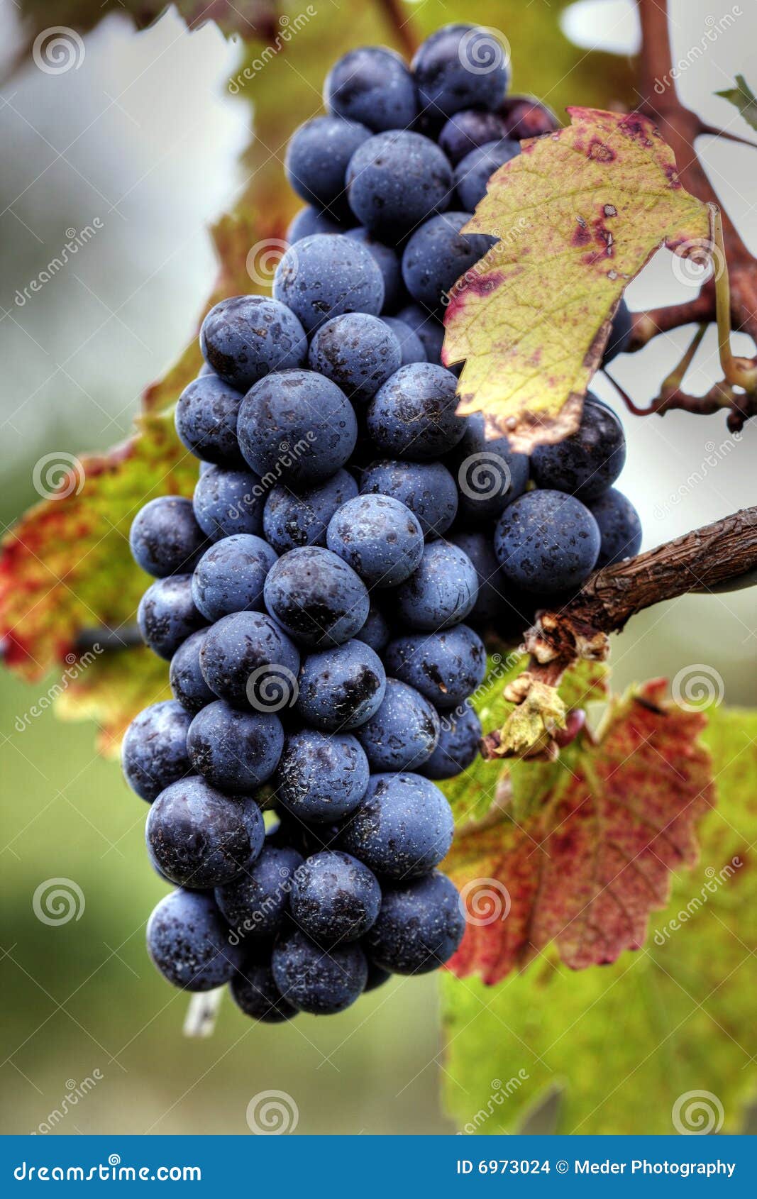 Racimo de la uva foto de archivo. Imagen de gusto, huerta - 6973024