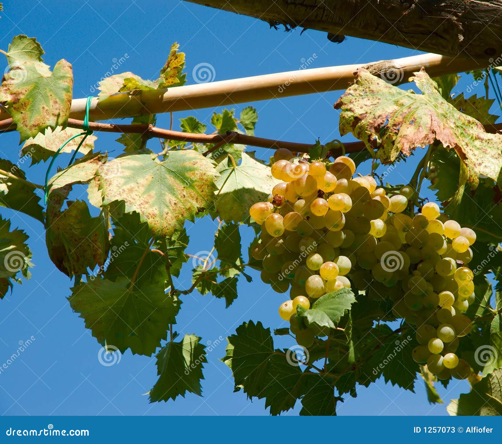 Racimo De La Uva De Wineyard Imagen de archivo - Imagen de asoleado ...