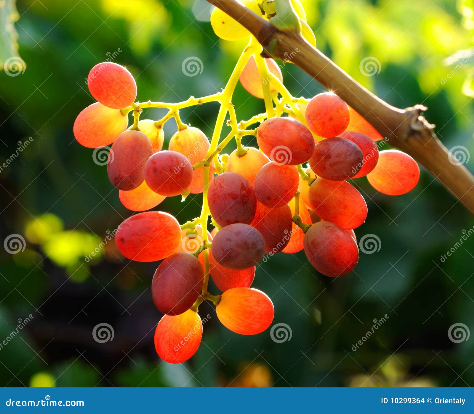 Racimo de las uvas foto de archivo. Imagen de agricultura - 10299364