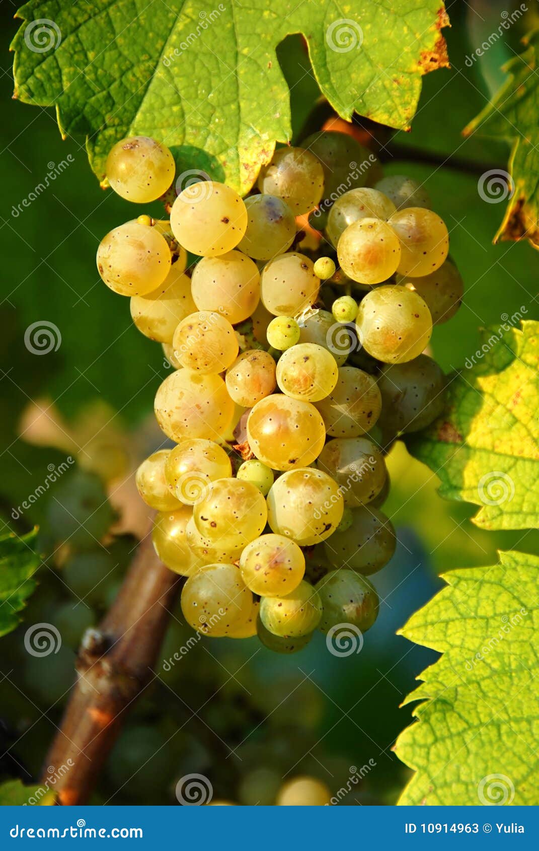 Racimo de las uvas imagen de archivo. Imagen de escénico - 10914963