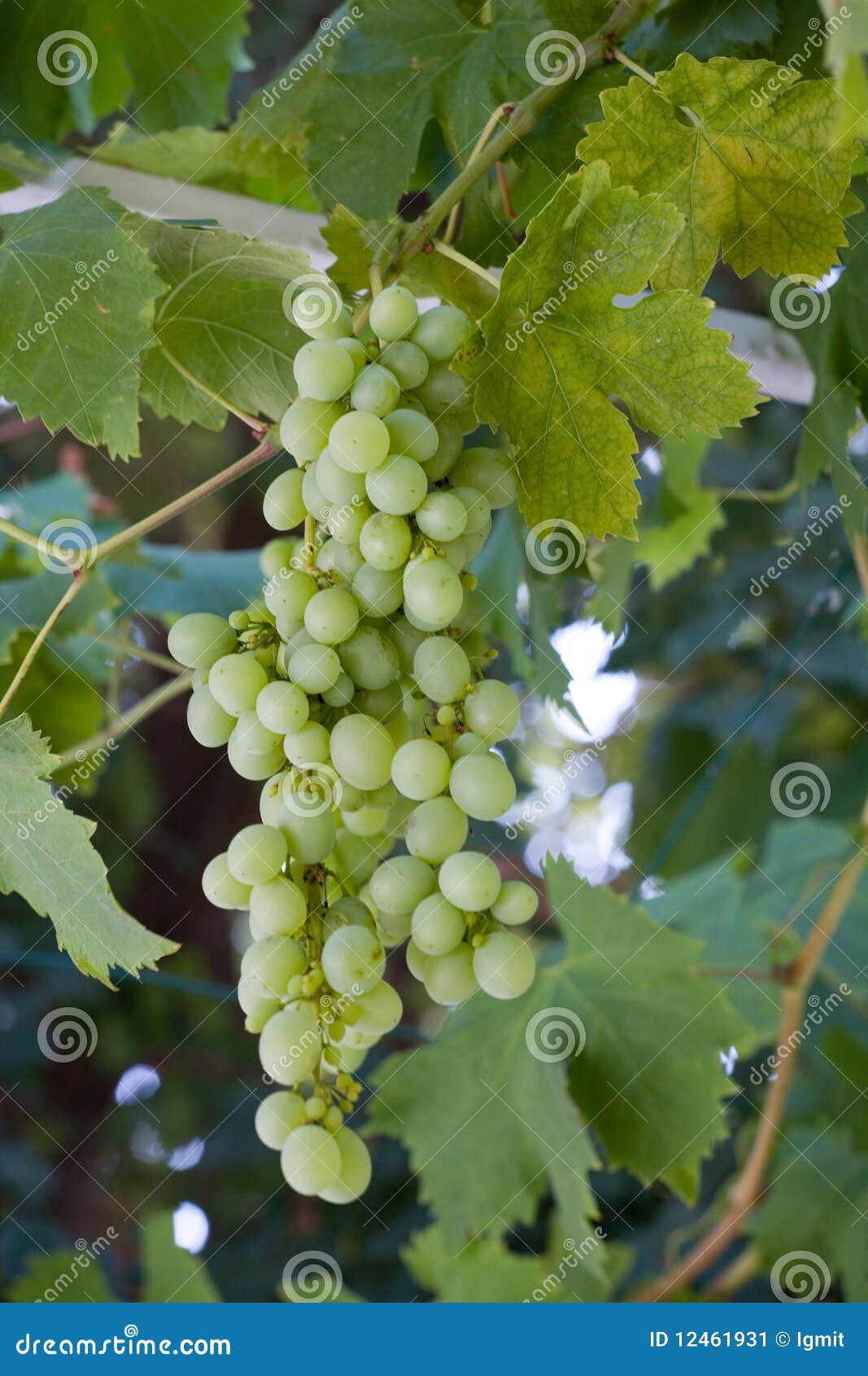 Racimo de las uvas imagen de archivo. Imagen de colorido - 12461931