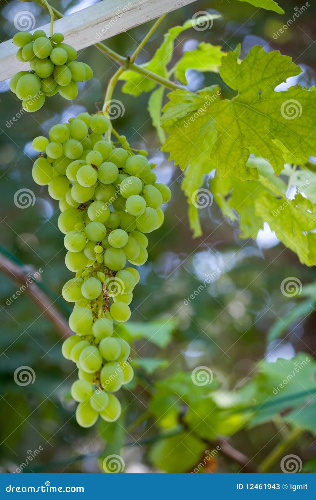 Racimo de las uvas imagen de archivo. Imagen de maduro - 12461943