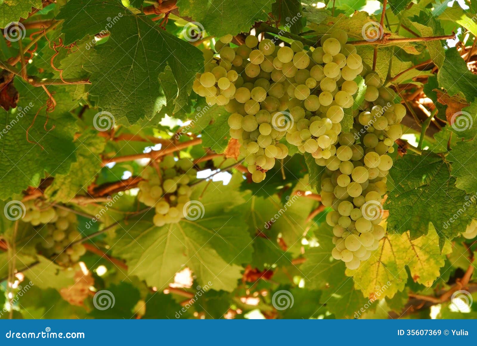 Racimo De Las Uvas Imágenes de archivo libres de regalías - Imagen ...