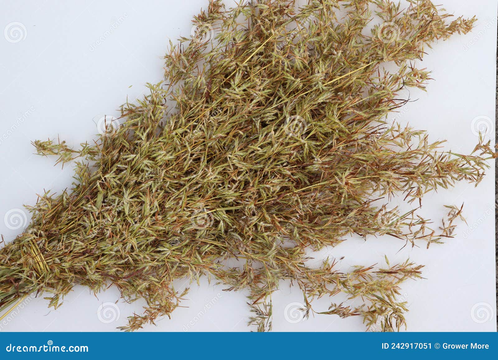Racimo De Pasto Seco Con Fondo Blanco Imagen de archivo - Imagen de ...