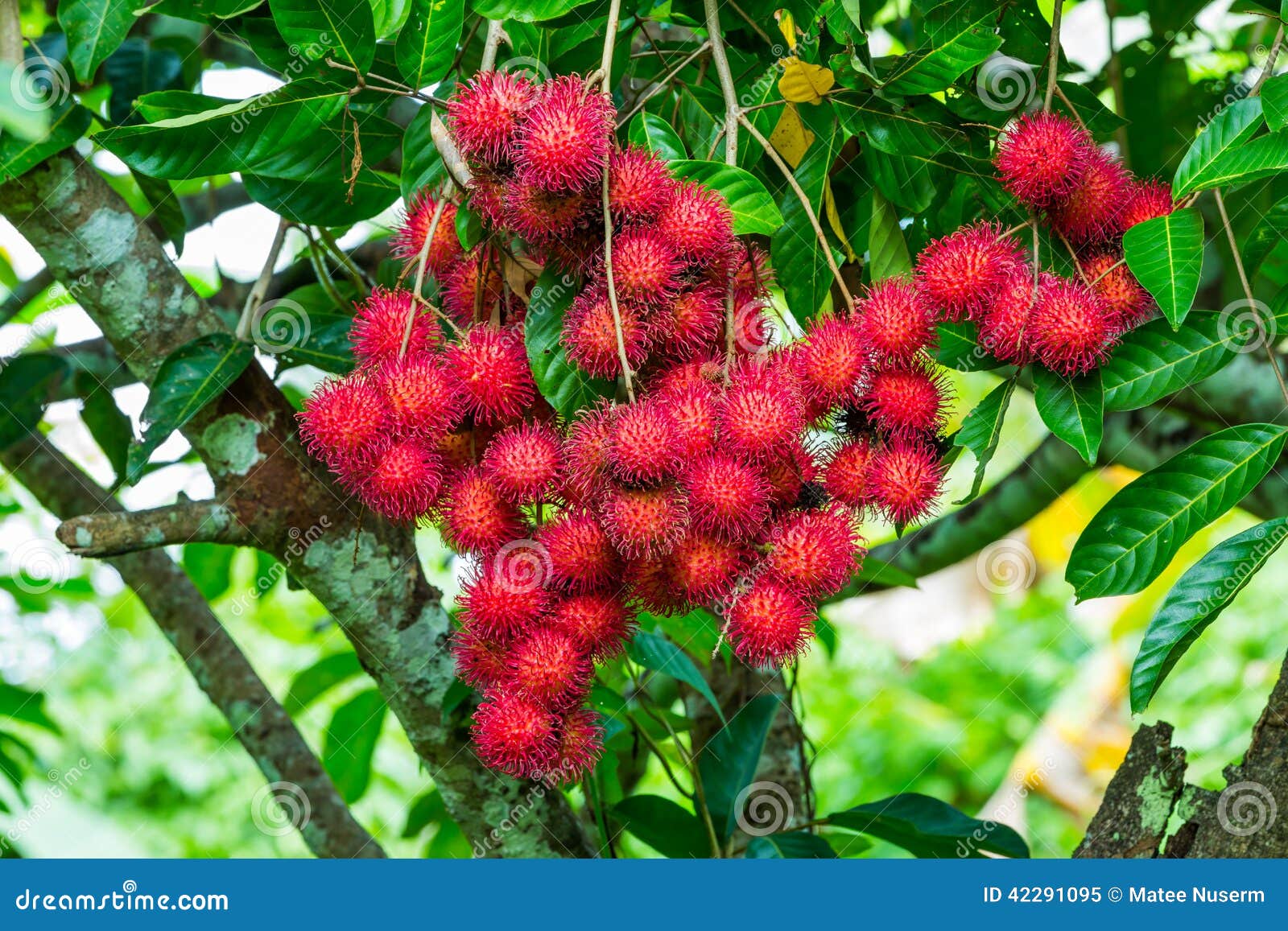 Racimo de rambutan imagen de archivo. Imagen de huerta - 42291095