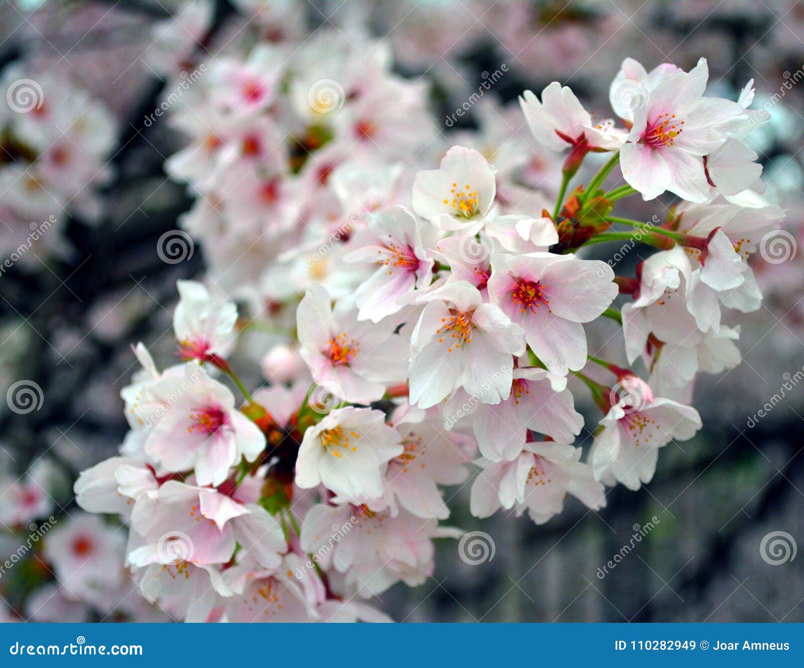 Racimo De Sakura Flowers/de Cherry Blossom Hermosos Imagen de archivo ...