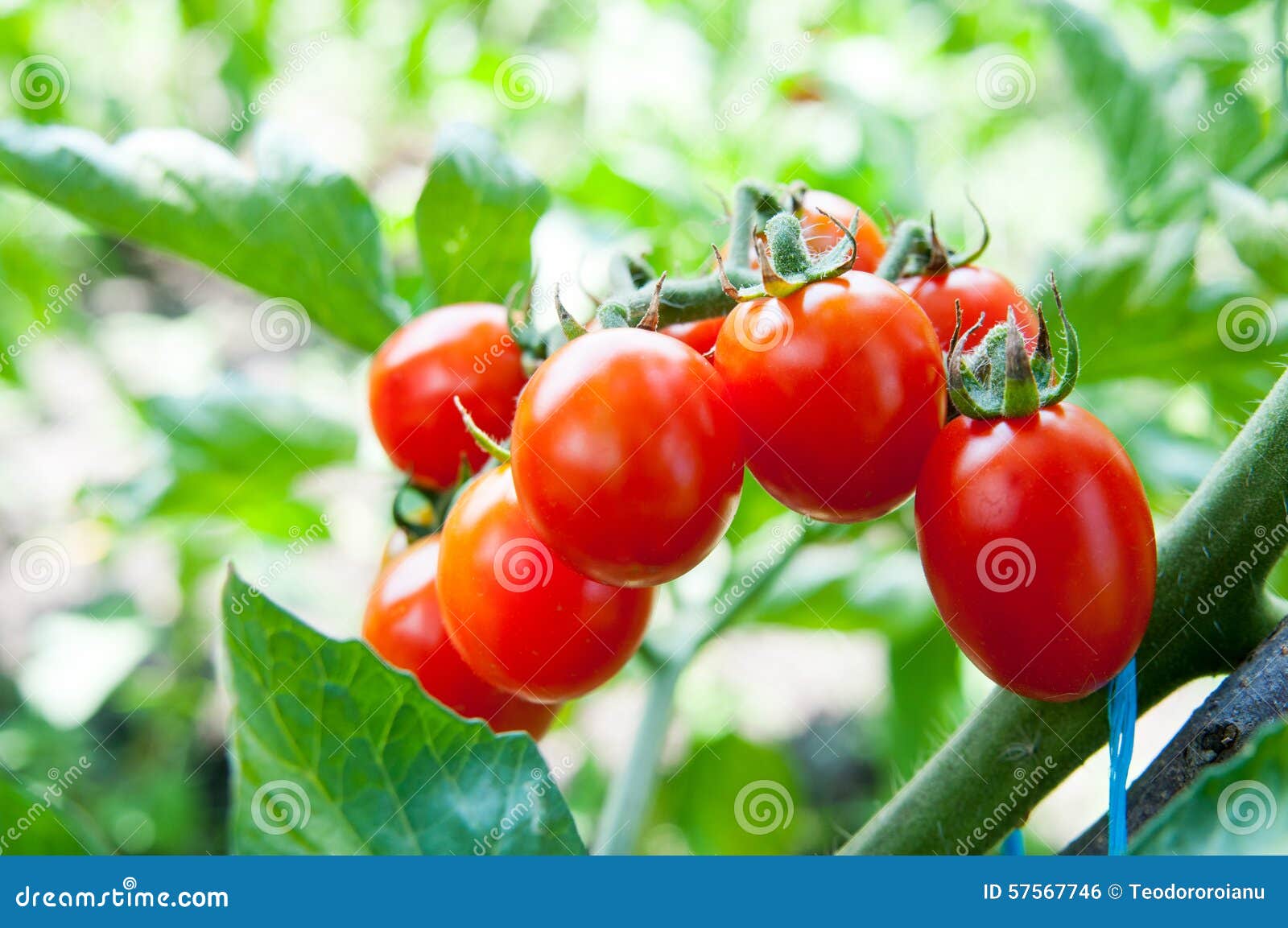 Racimo de tomates foto de archivo. Imagen de cosecha - 57567746